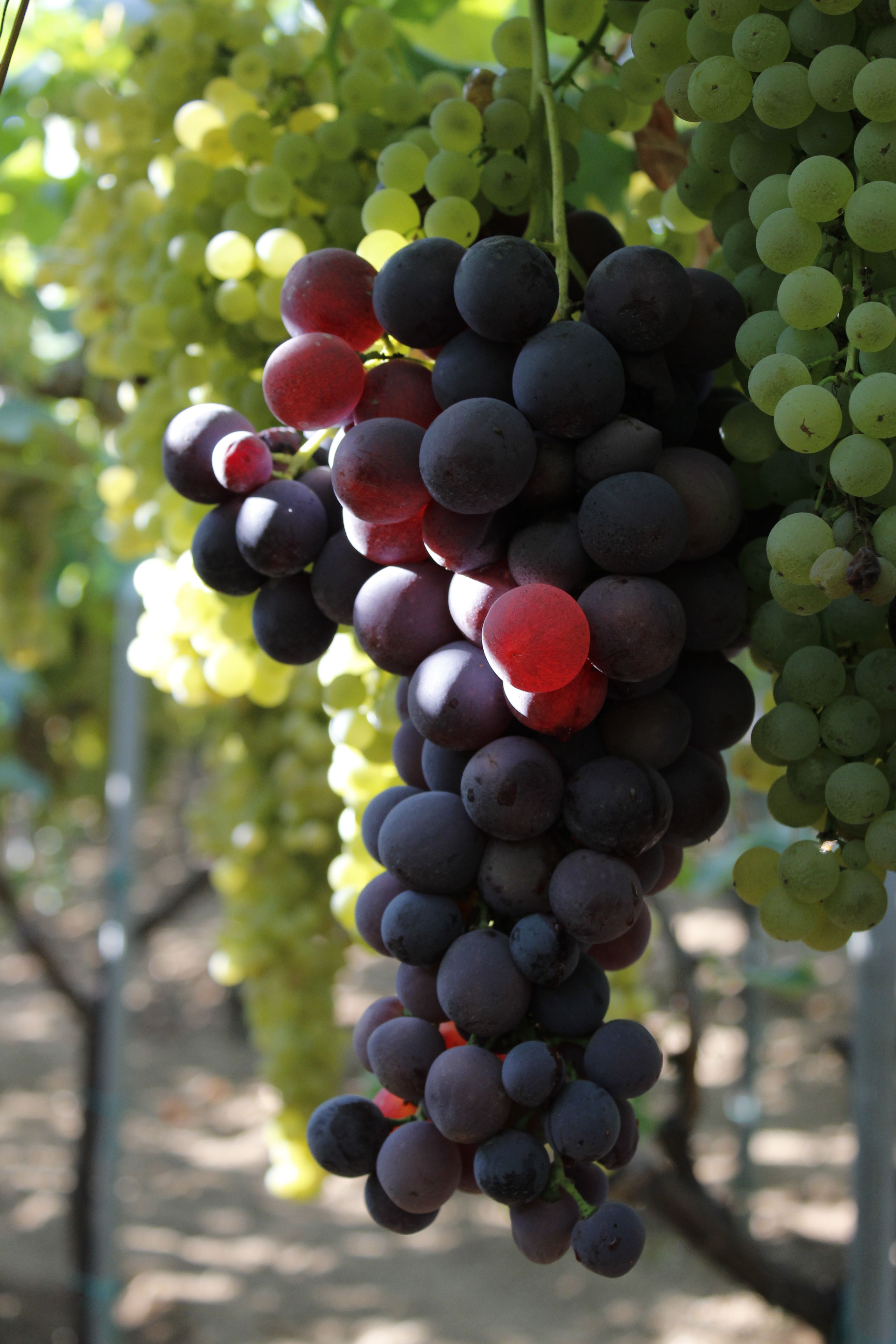 Puglia Grape Photos, Download The BEST Free Puglia Grape Stock Photos ...