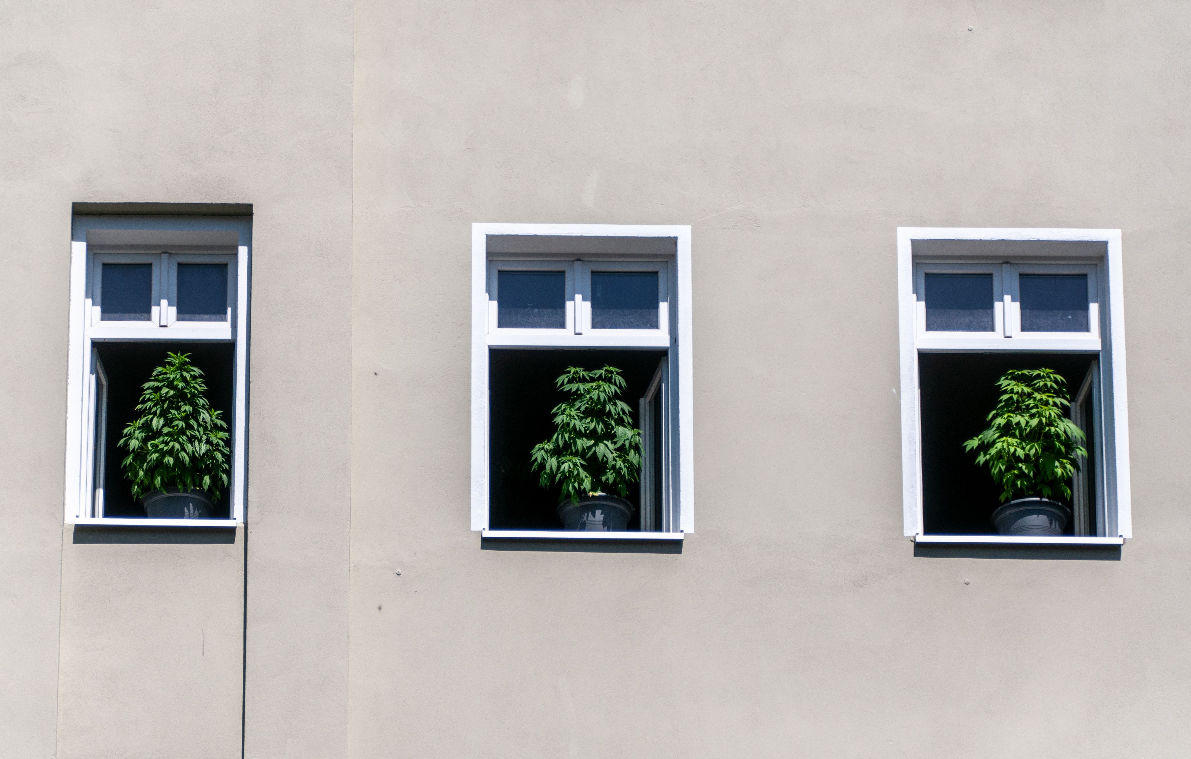Three windows with plants in them on a building · Free Stock Photo