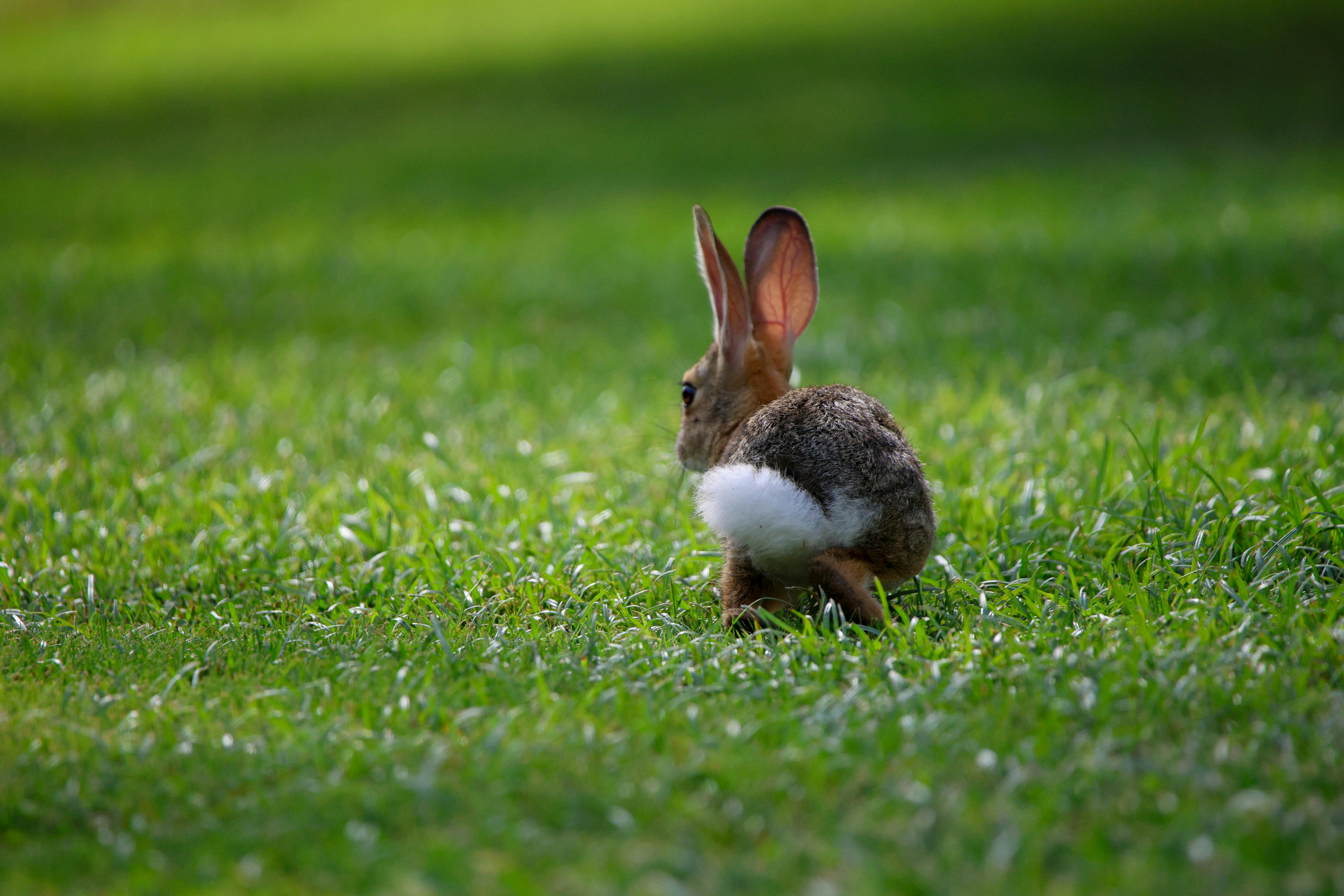 Brown Rabbit · Free Stock Photo