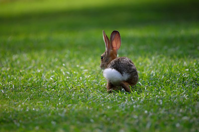 Rabbit Running Photos, Download The BEST Free Rabbit Running Stock ...