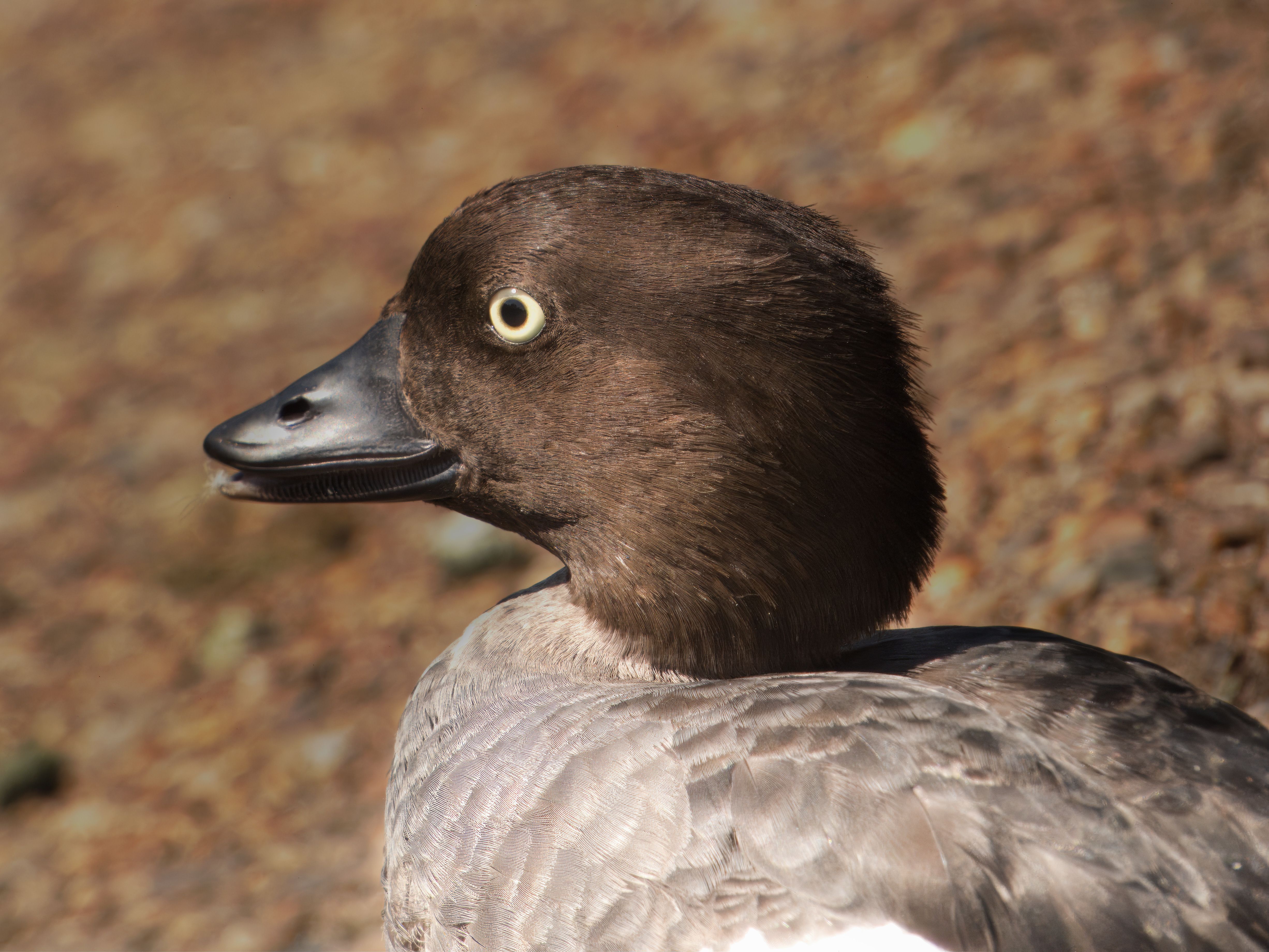 Common Goldeneye Duck · Free Stock Photo