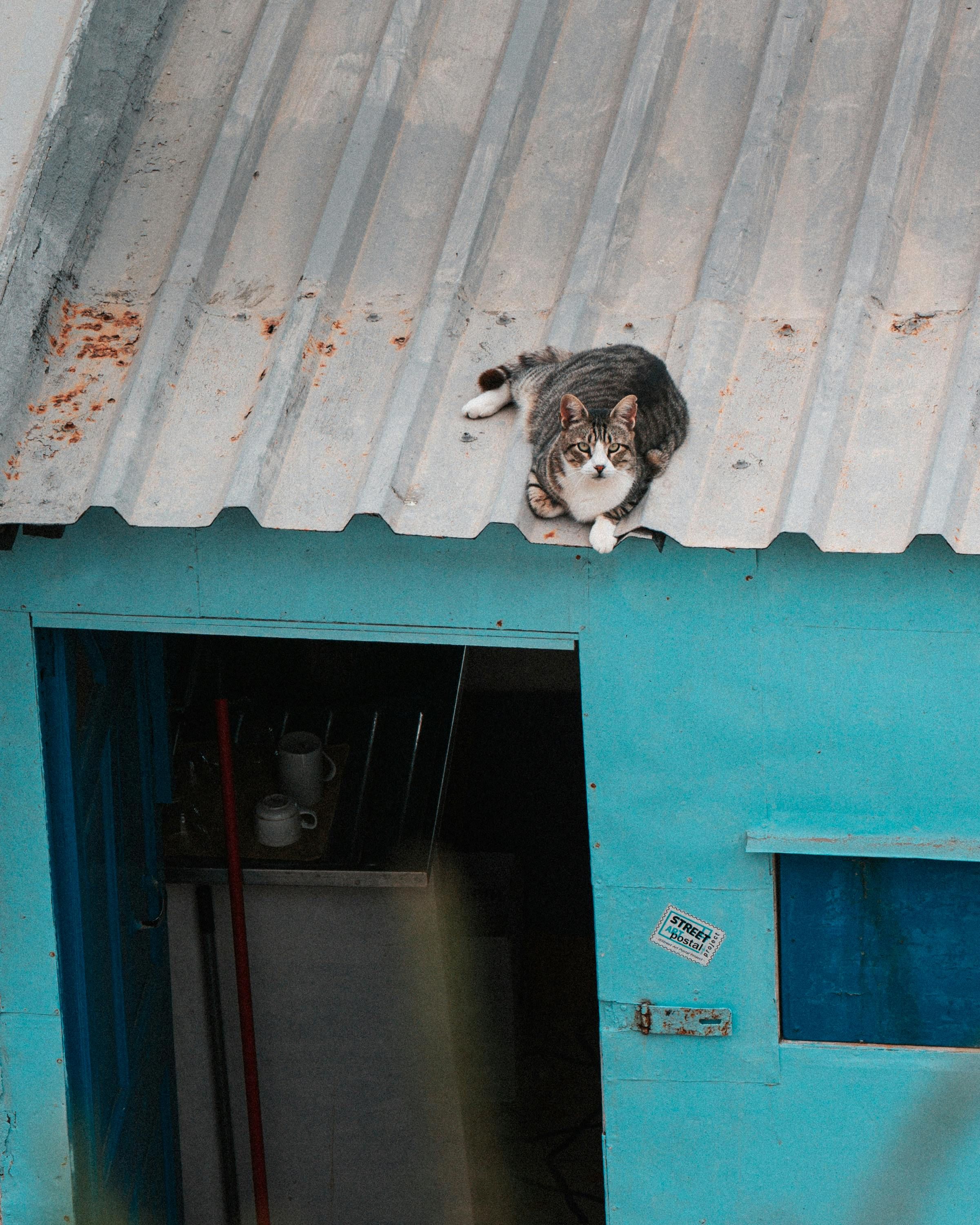Foto de stock gratuita sobre acogedor, al aire libre, animal ...