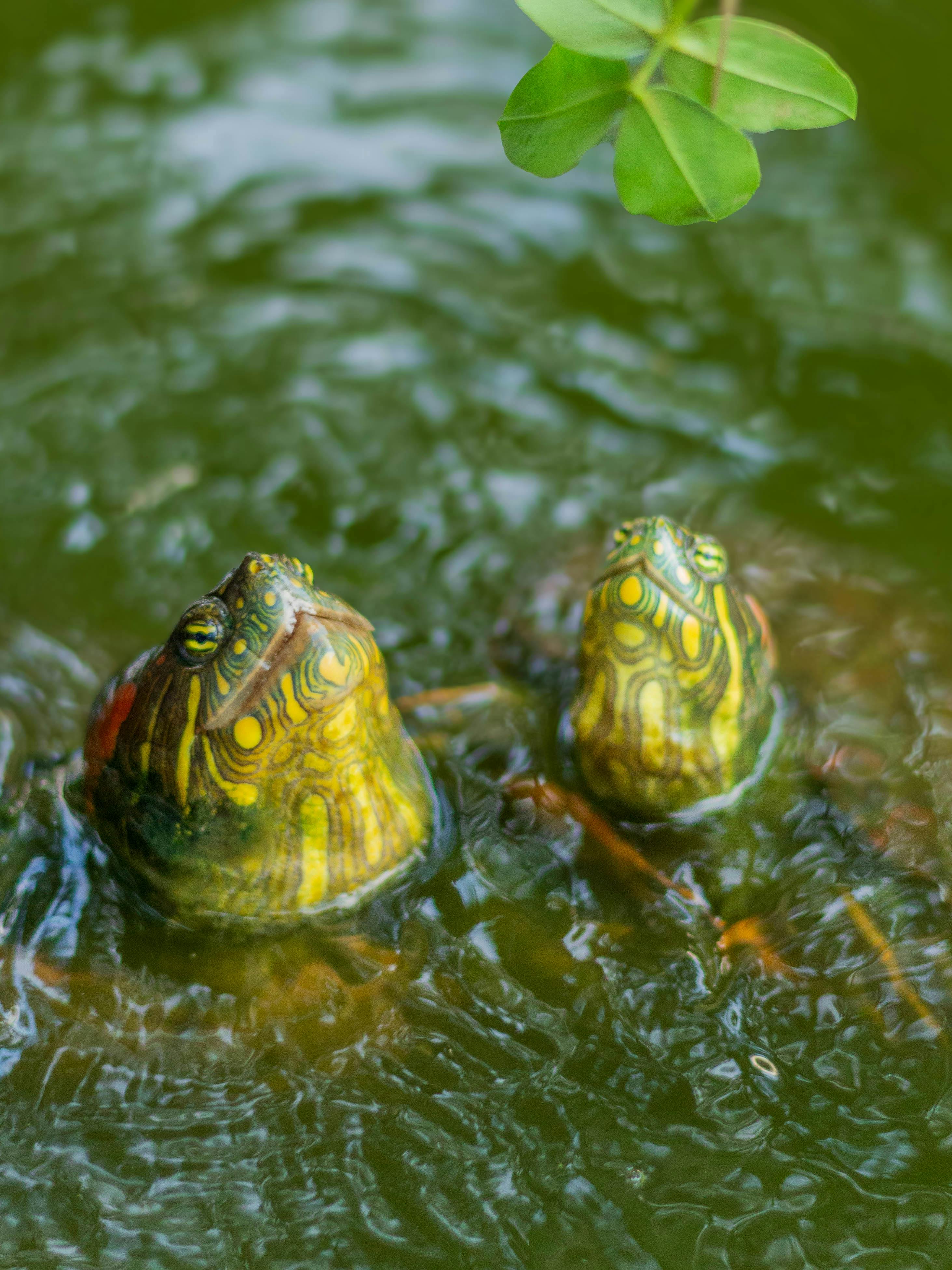 Colorful Turtles Photos, Download The BEST Free Colorful Turtles Stock ...