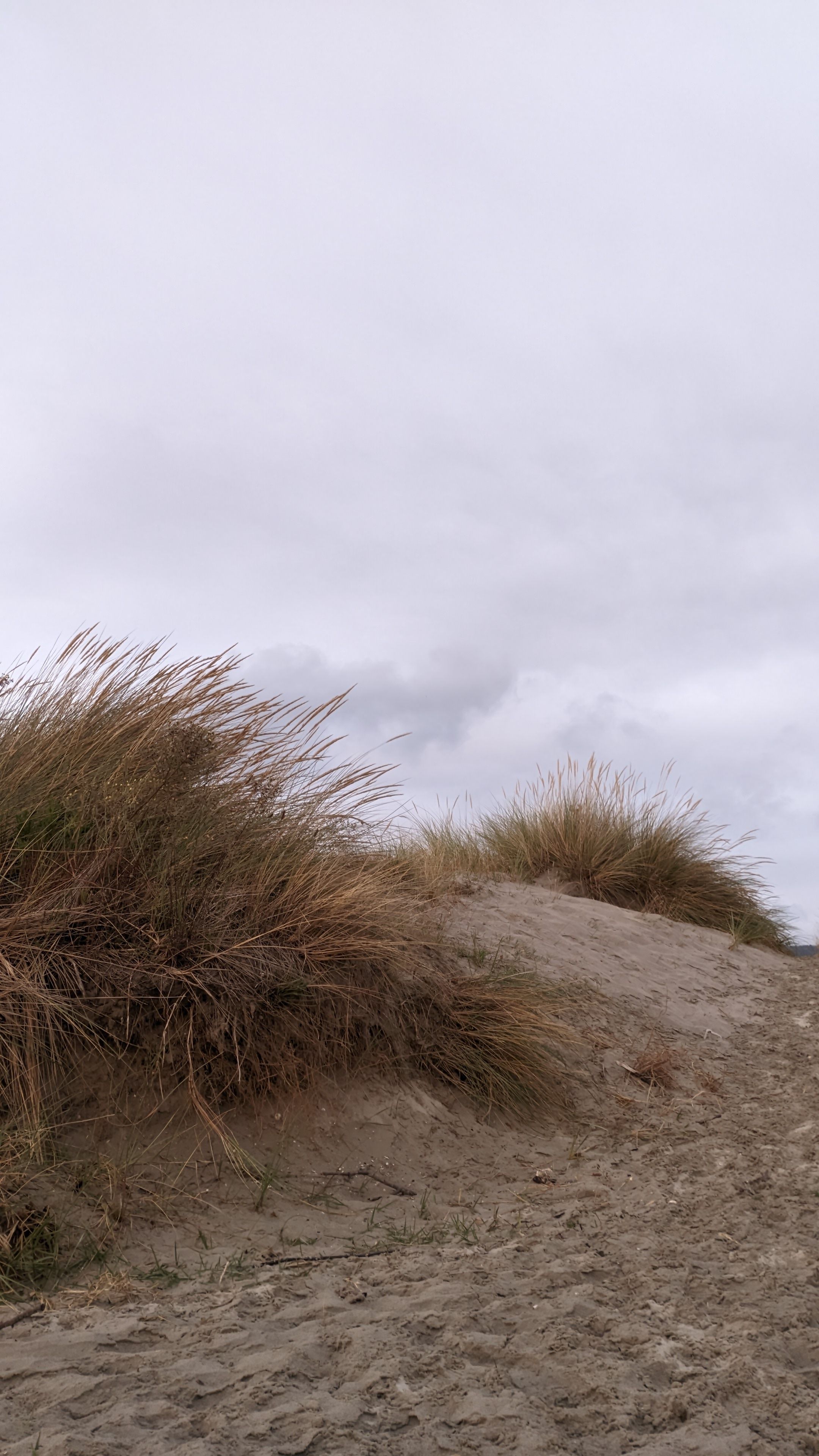 Weeds at Beach on Seashore · Free Stock Photo