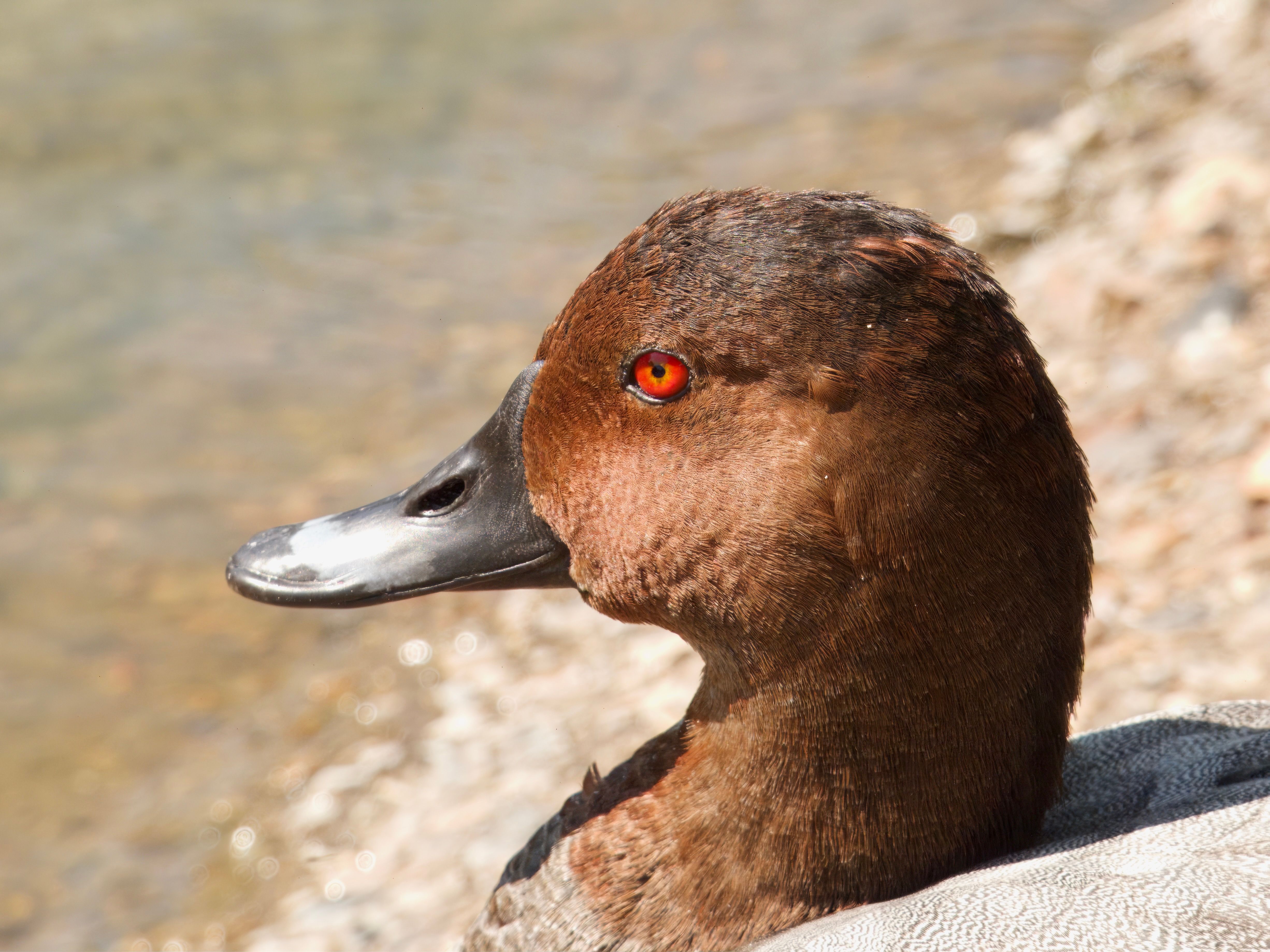 Portrait of Canvasback Duck · Free Stock Photo