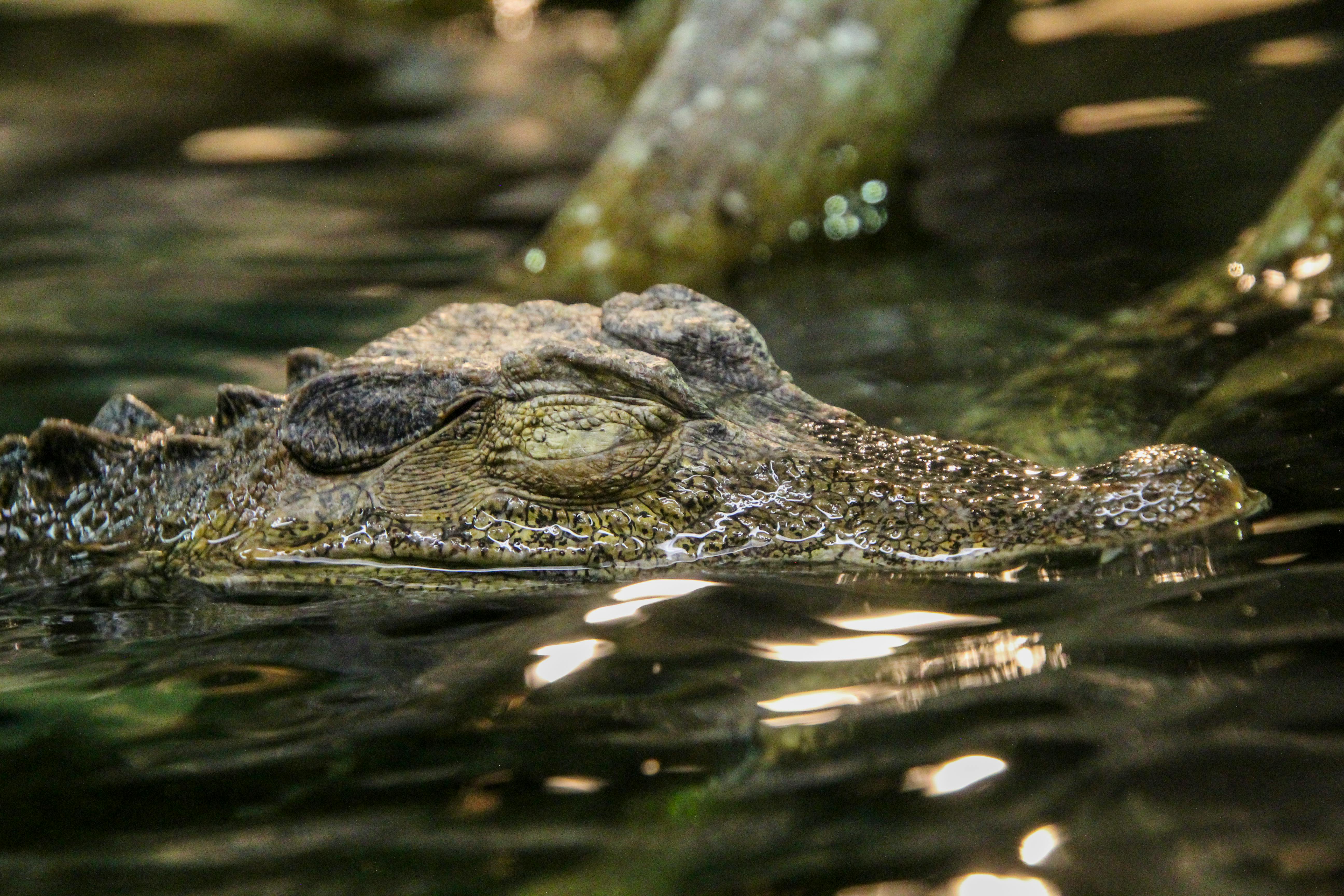 A crocodile is swimming in the water · Free Stock Photo