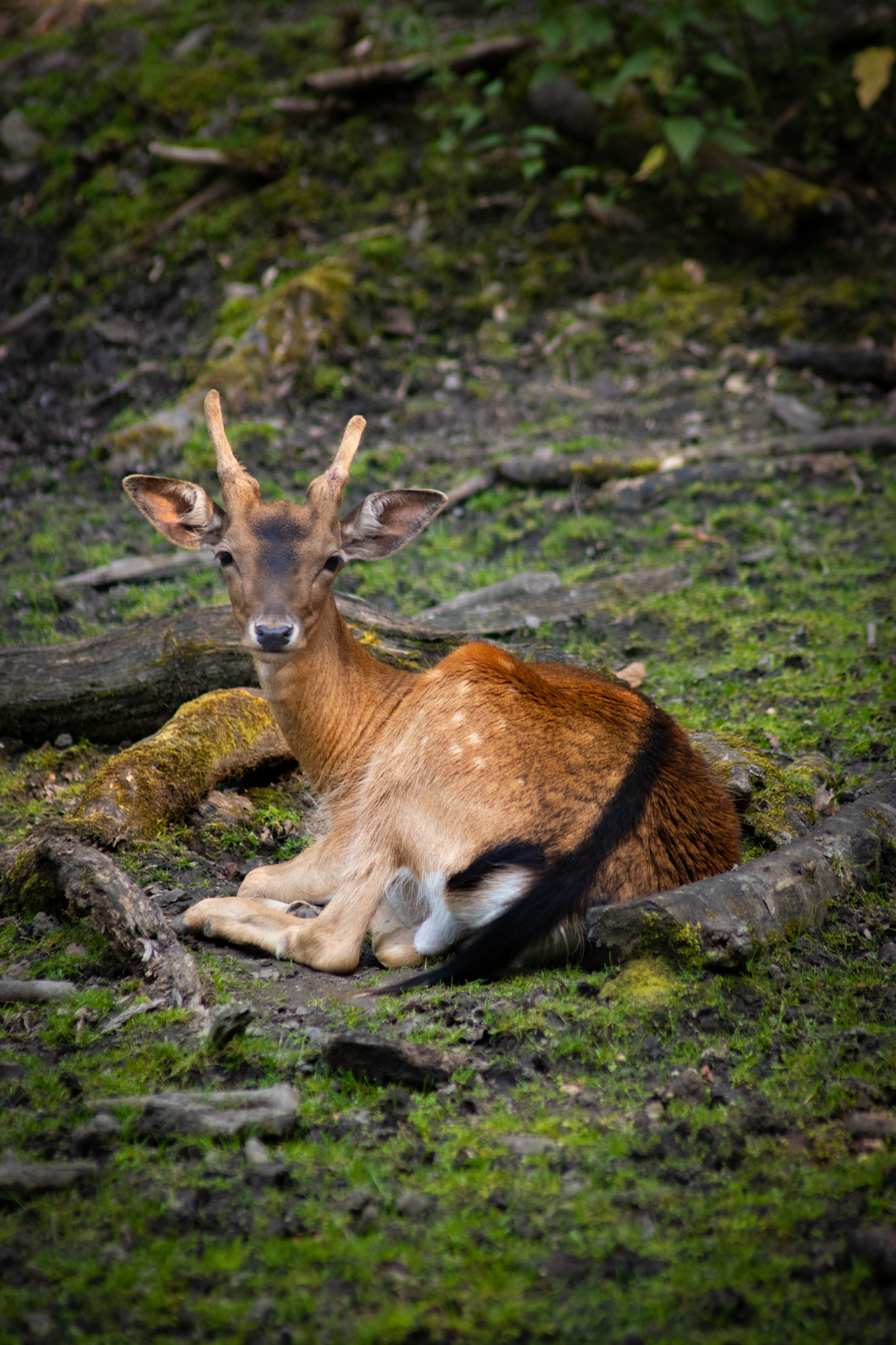 A small deer laying down in the grass · Free Stock Photo