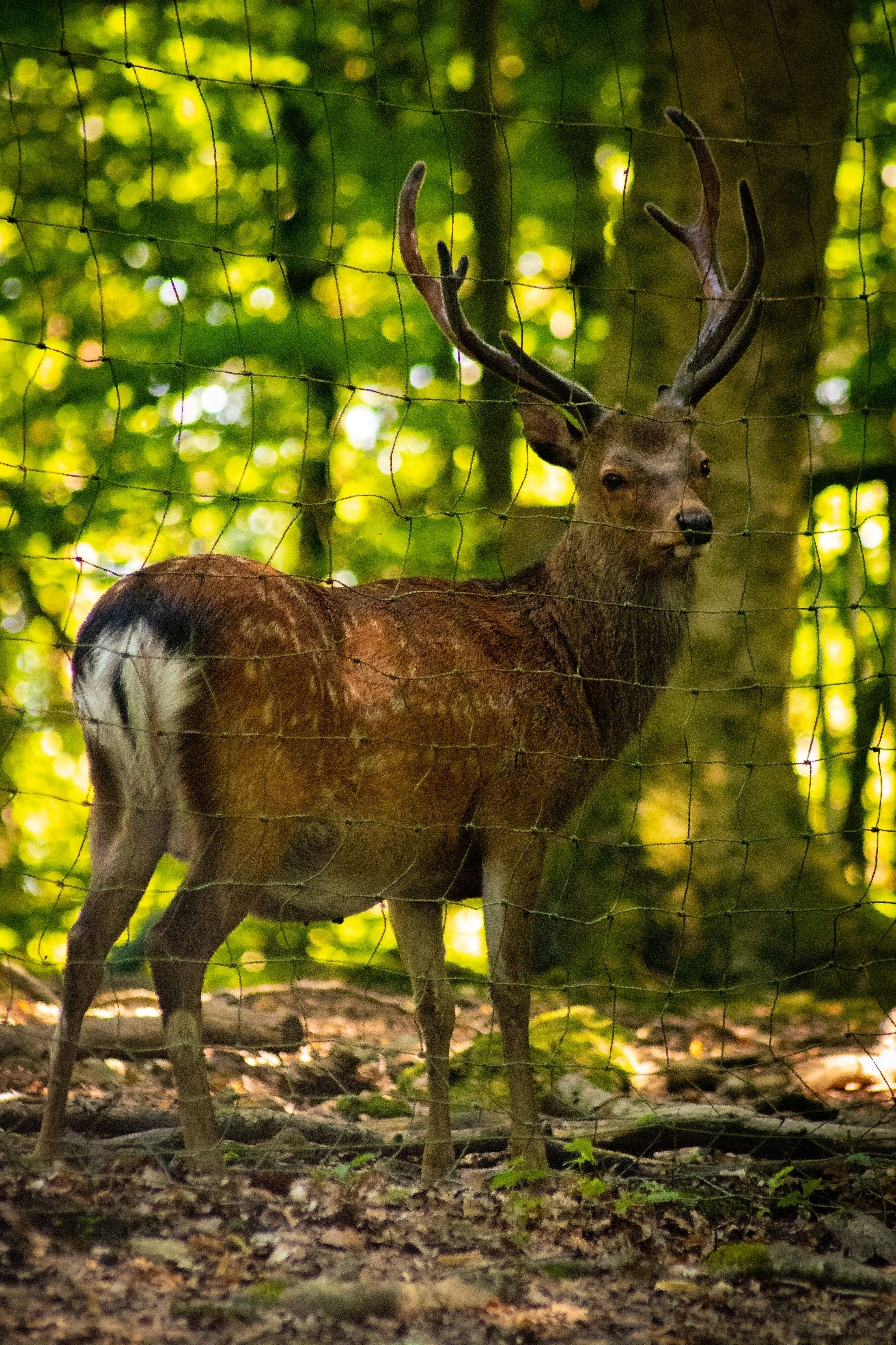 Deer Standing behind Fence in Forest · Free Stock Photo
