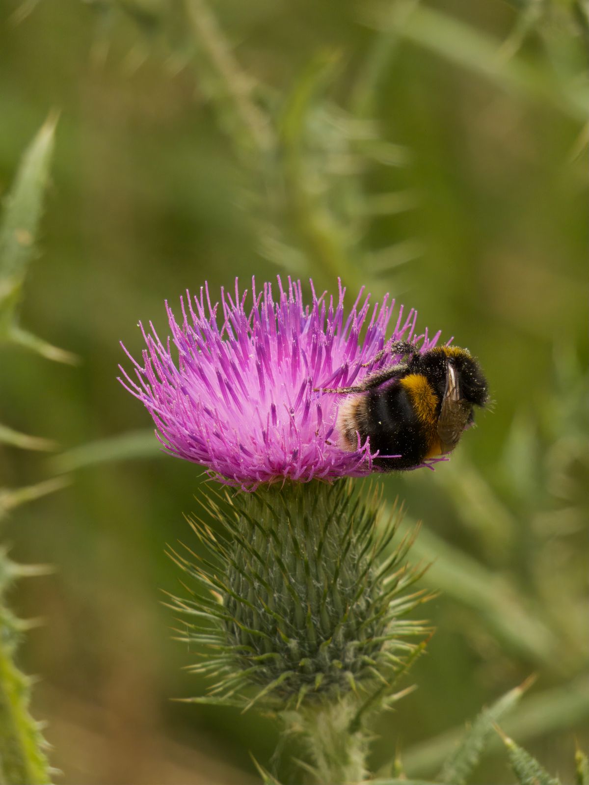 Flower Imges With Blury Bg Photos, Download The BEST Free Flower Imges ...