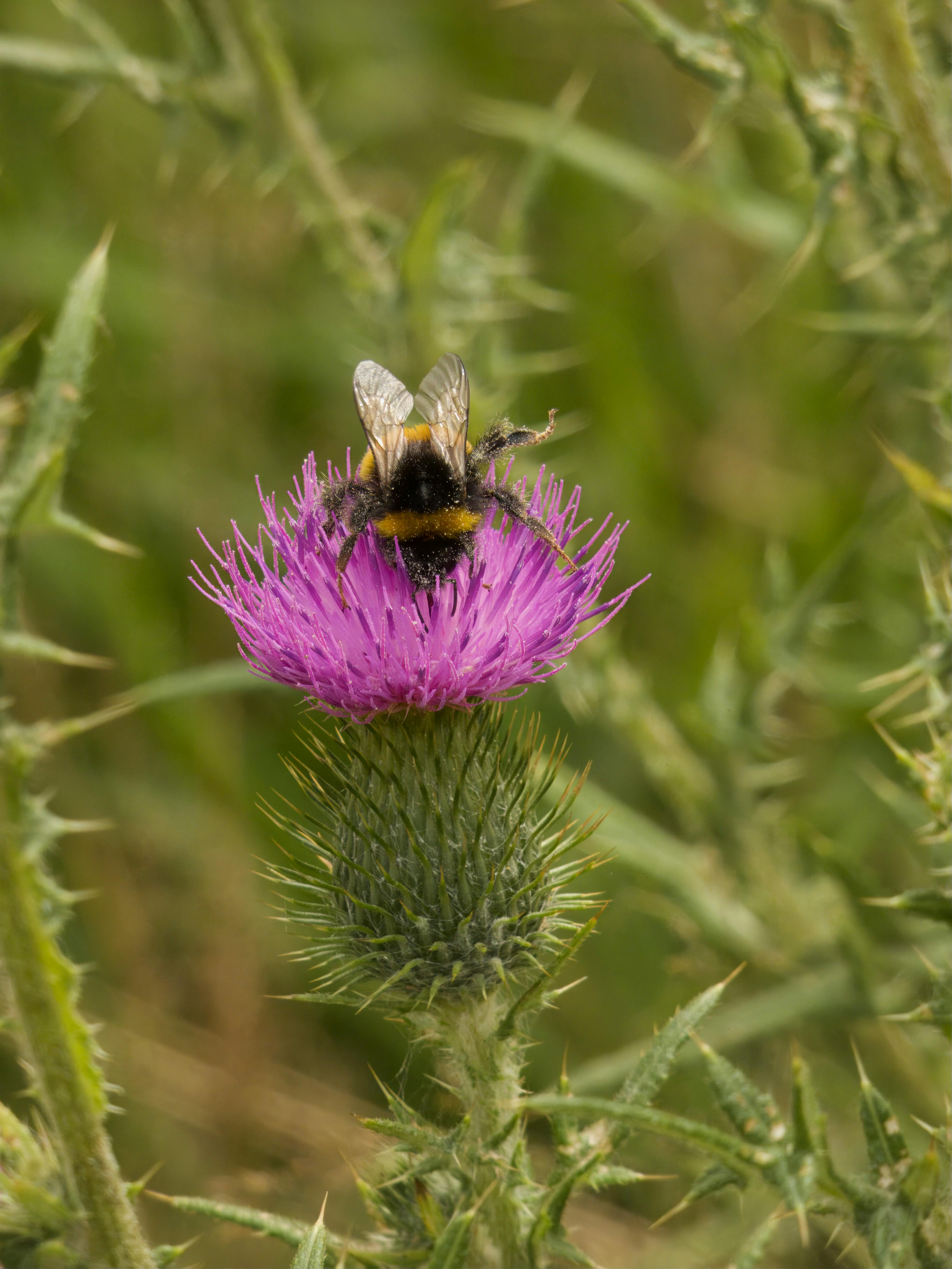 Thistle And Bee Photos, Download The BEST Free Thistle And Bee Stock ...