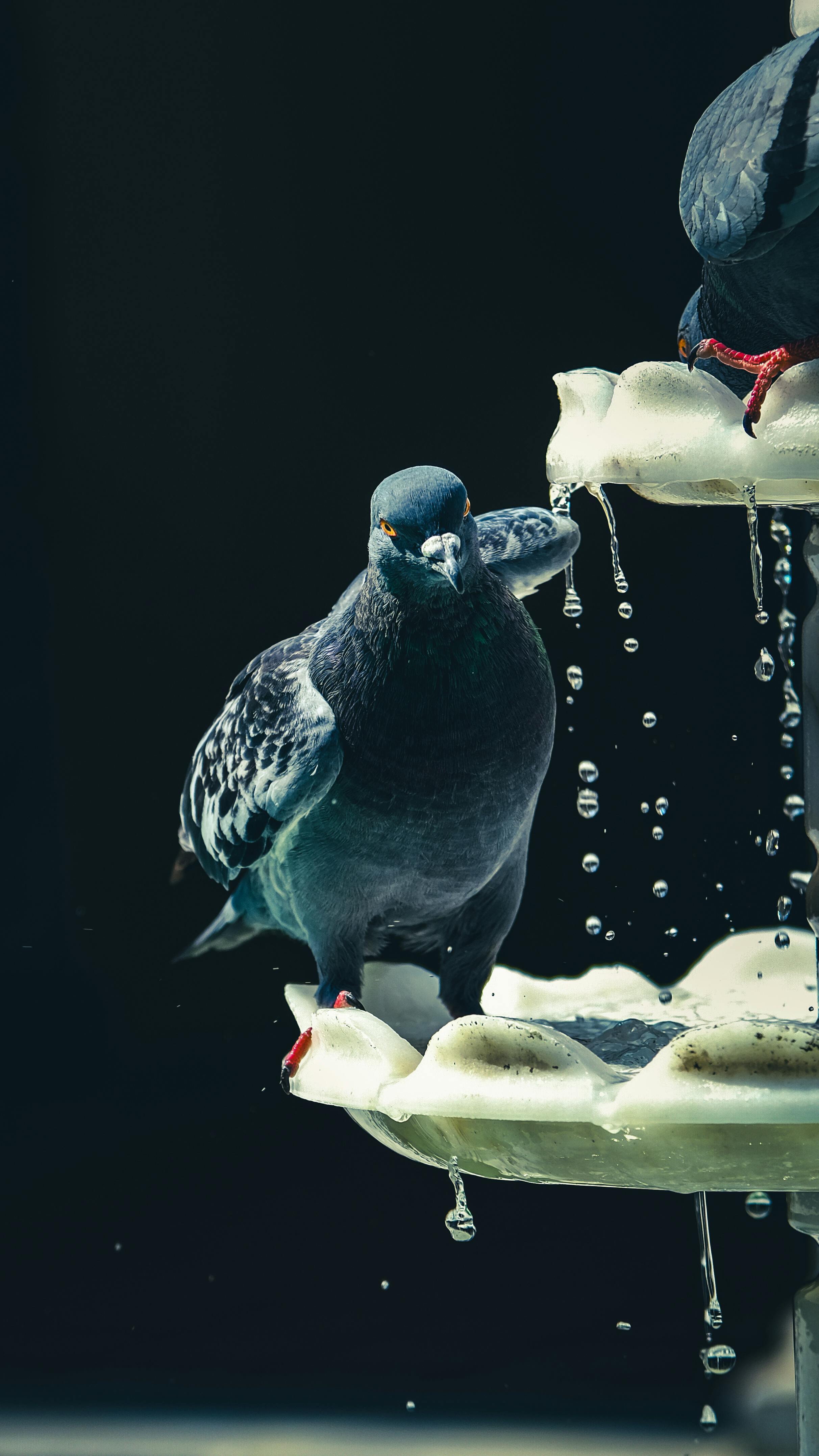 Free Dripping For Photos, Download The BEST Free Free Dripping For ...