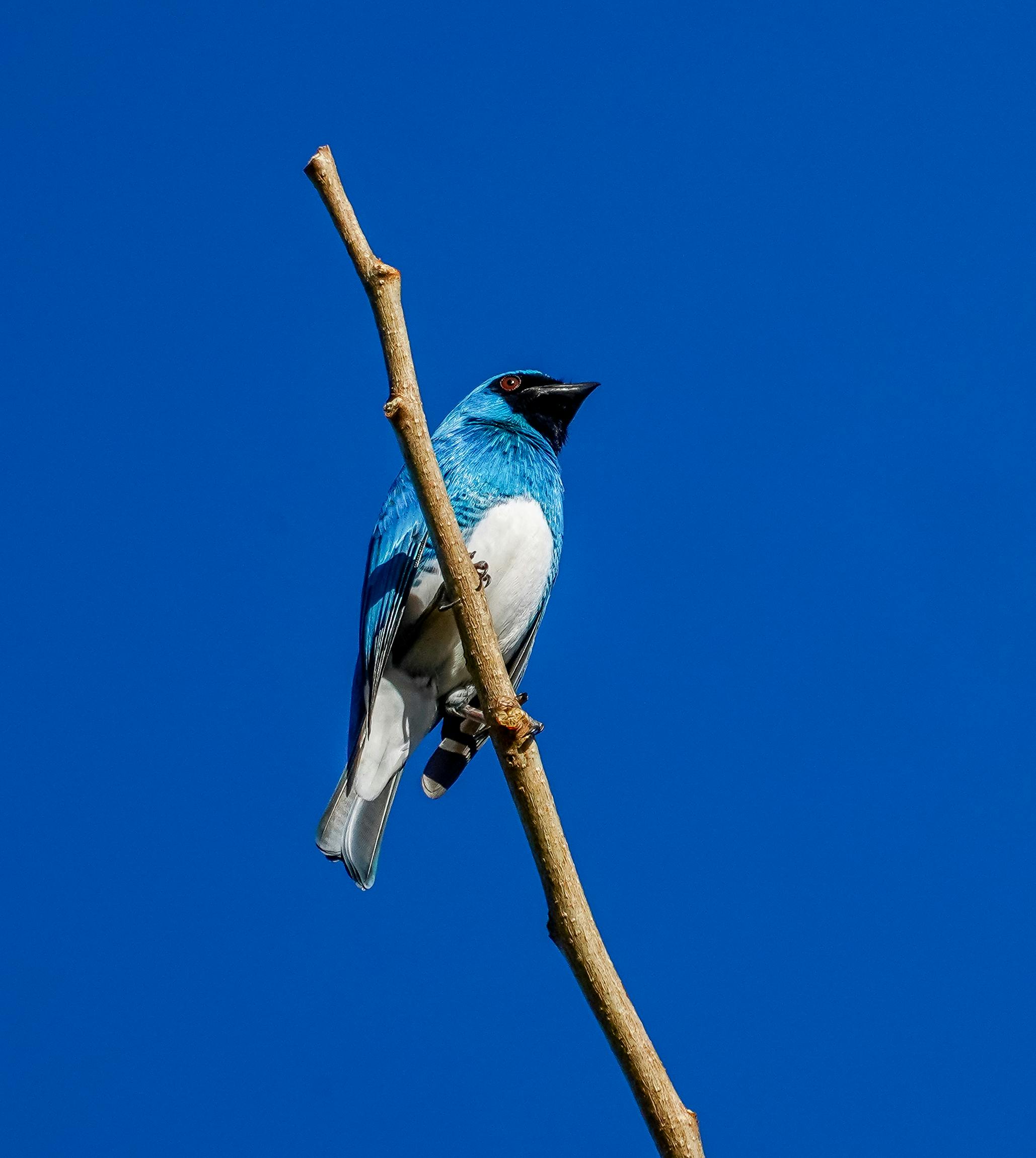 Flying Blue Jay Bird Photos, Download The BEST Free Flying Blue Jay ...