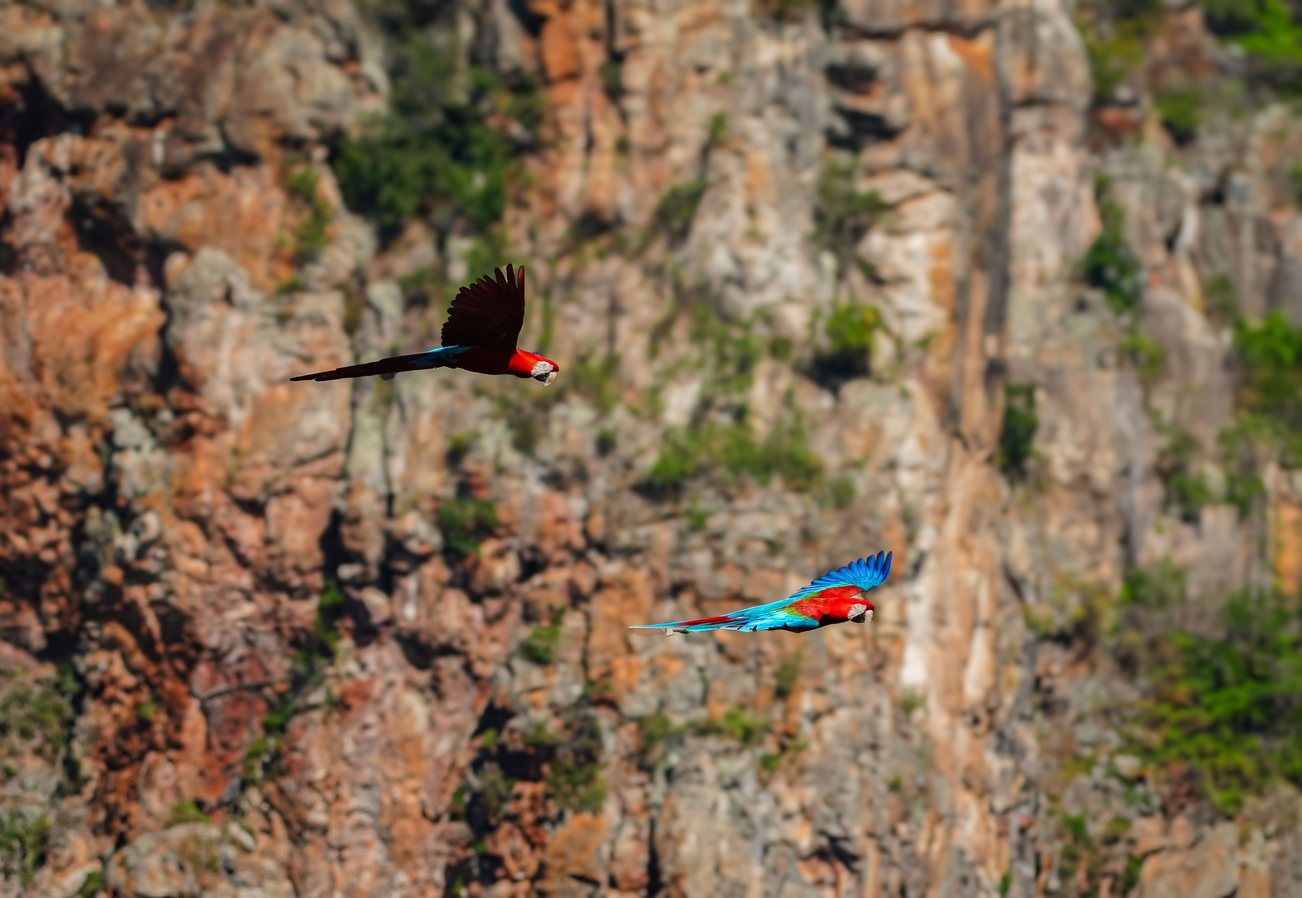 Macaw Parrots Flying · Free Stock Photo