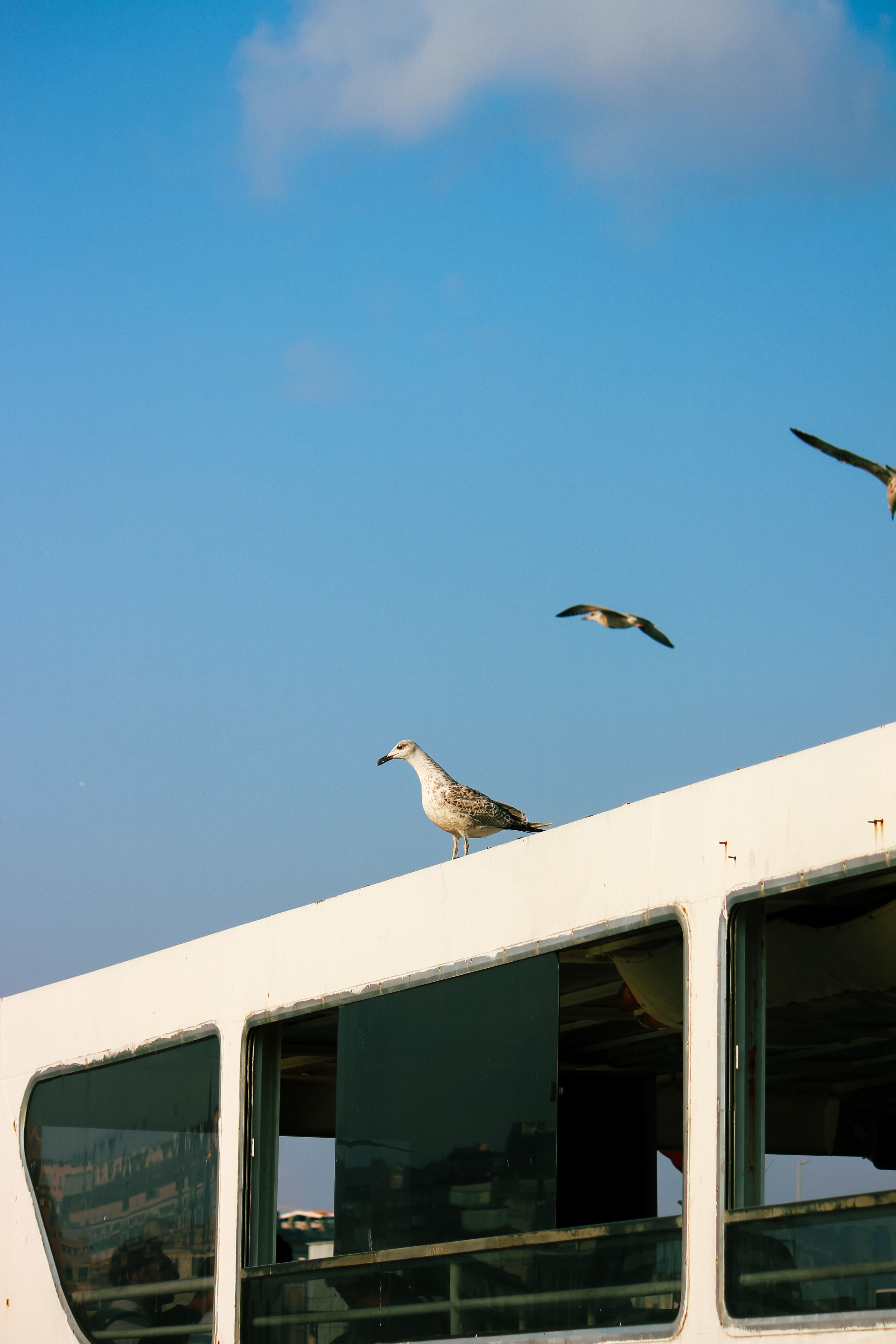 Seagull on Roof of Ferry on Sea · Free Stock Photo