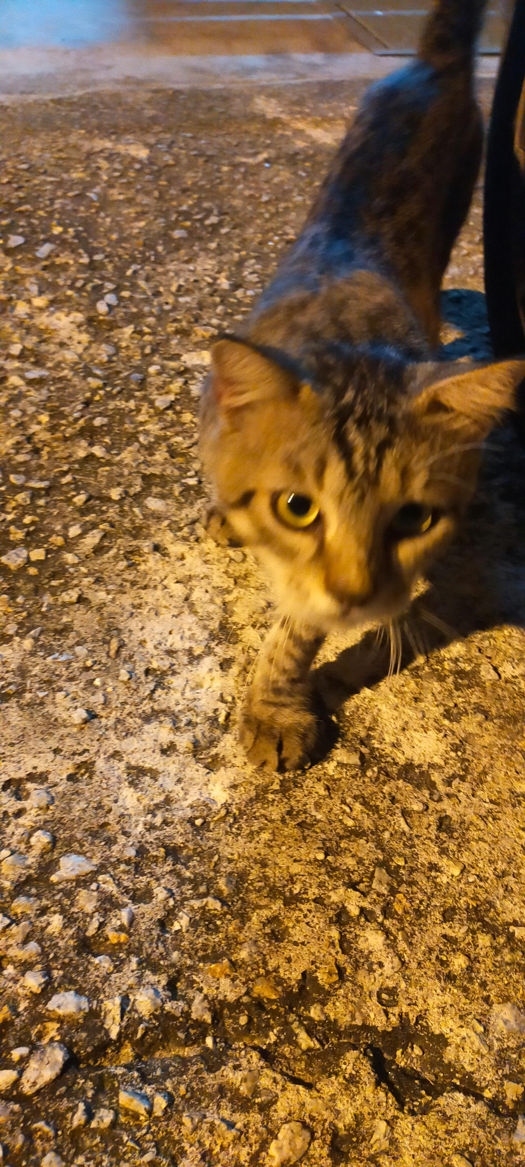 Meow meow - Photography