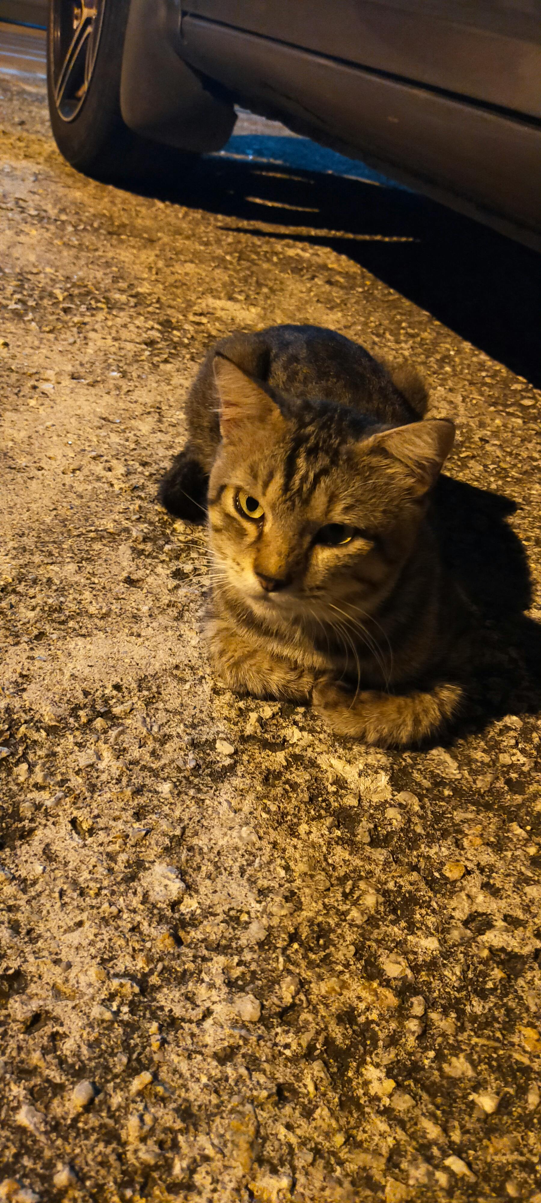 Meow meow - Photography