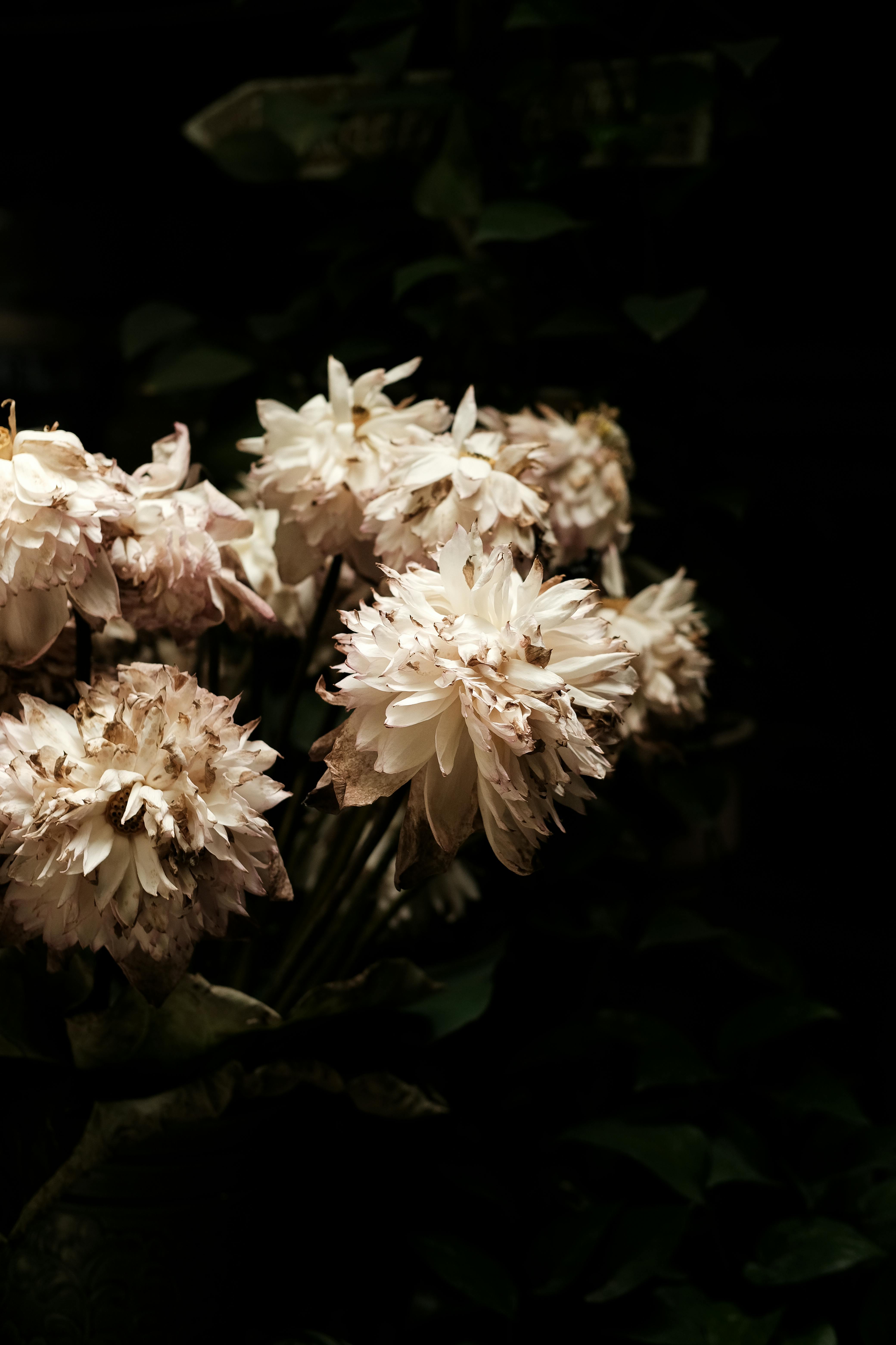 Grayscale Photography of Flowers · Free Stock Photo