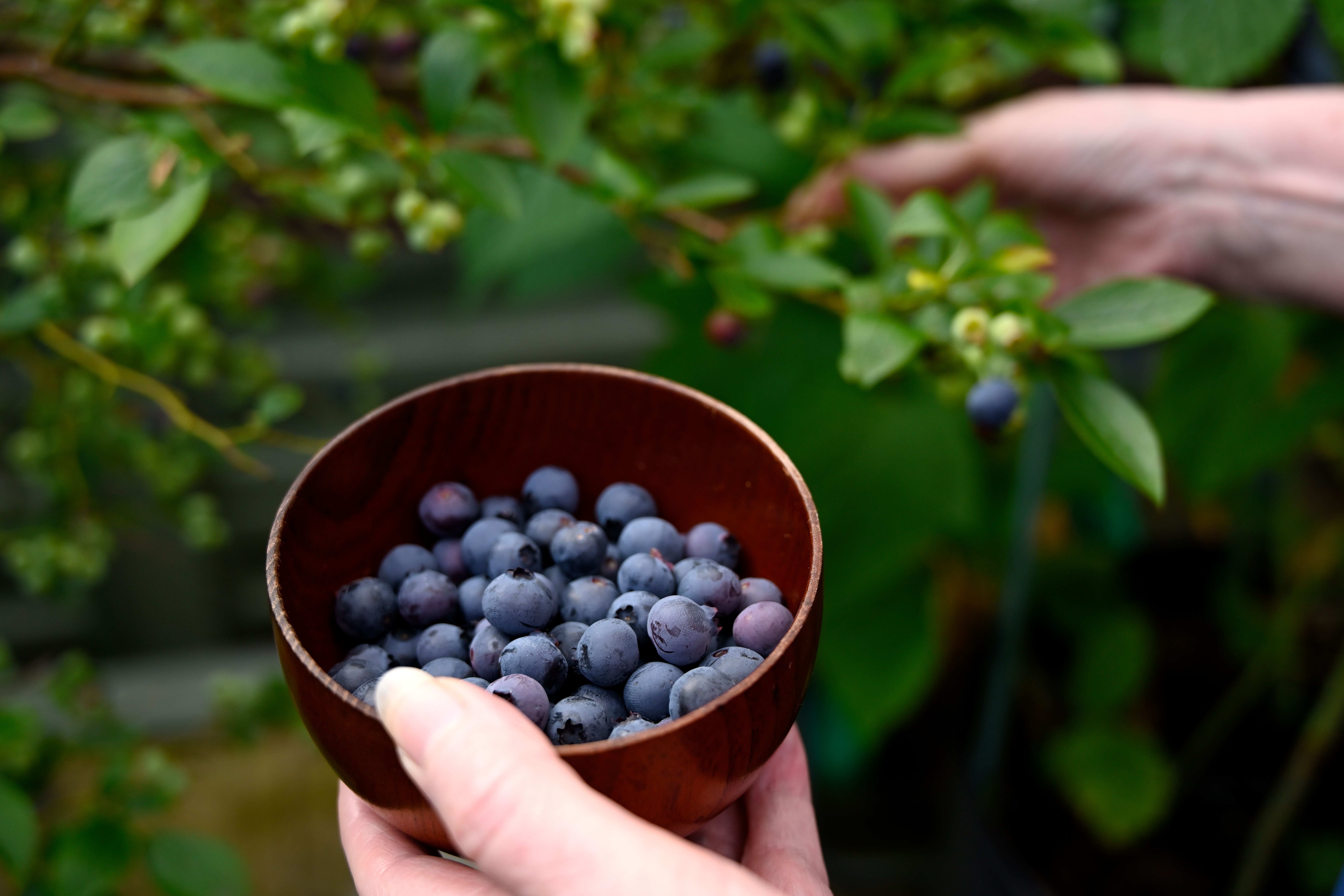 Person Gathering Blueberries · Free Stock Photo