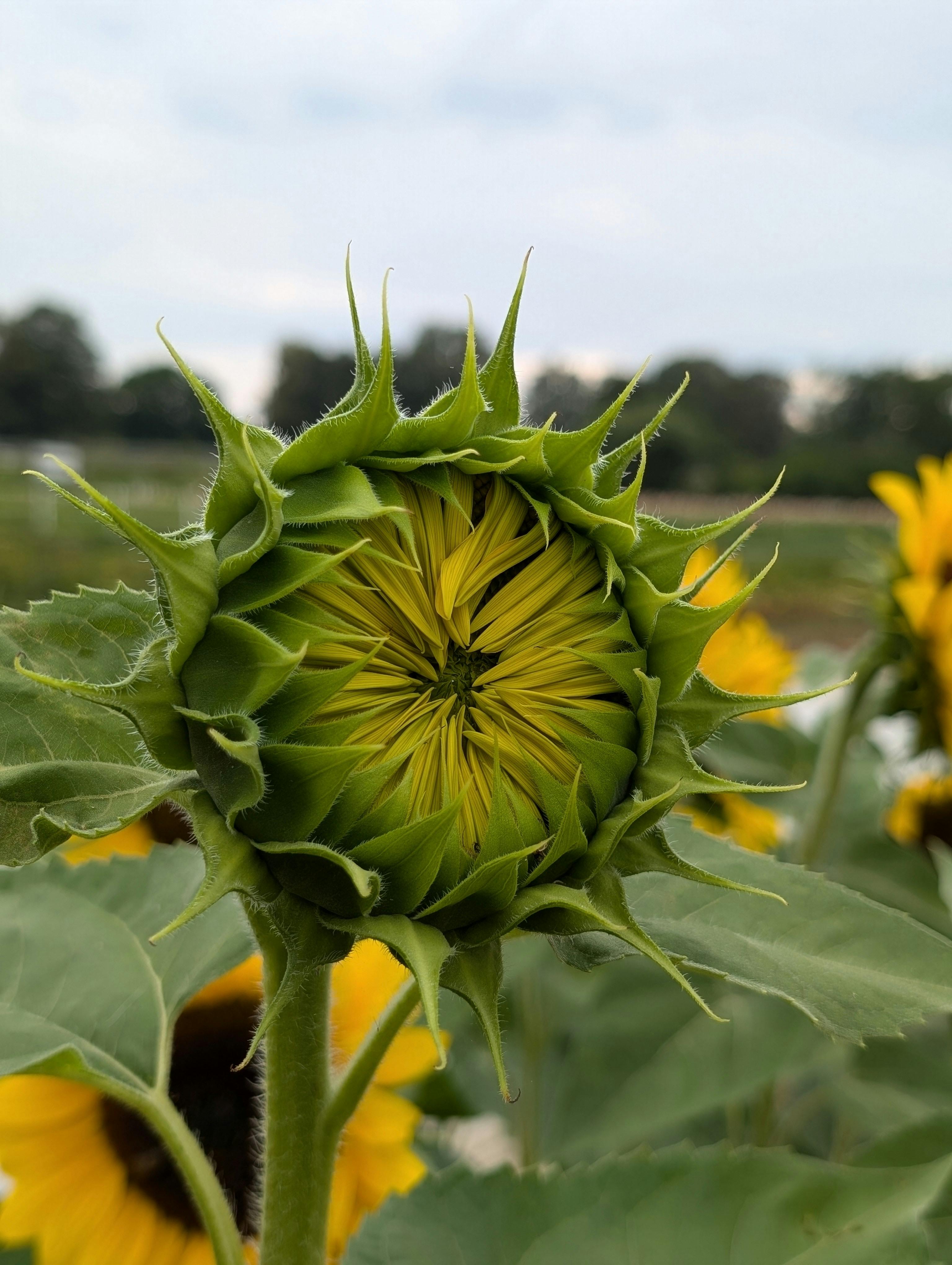 Close-up of a Closed Sunflower in a Field · Free Stock Photo