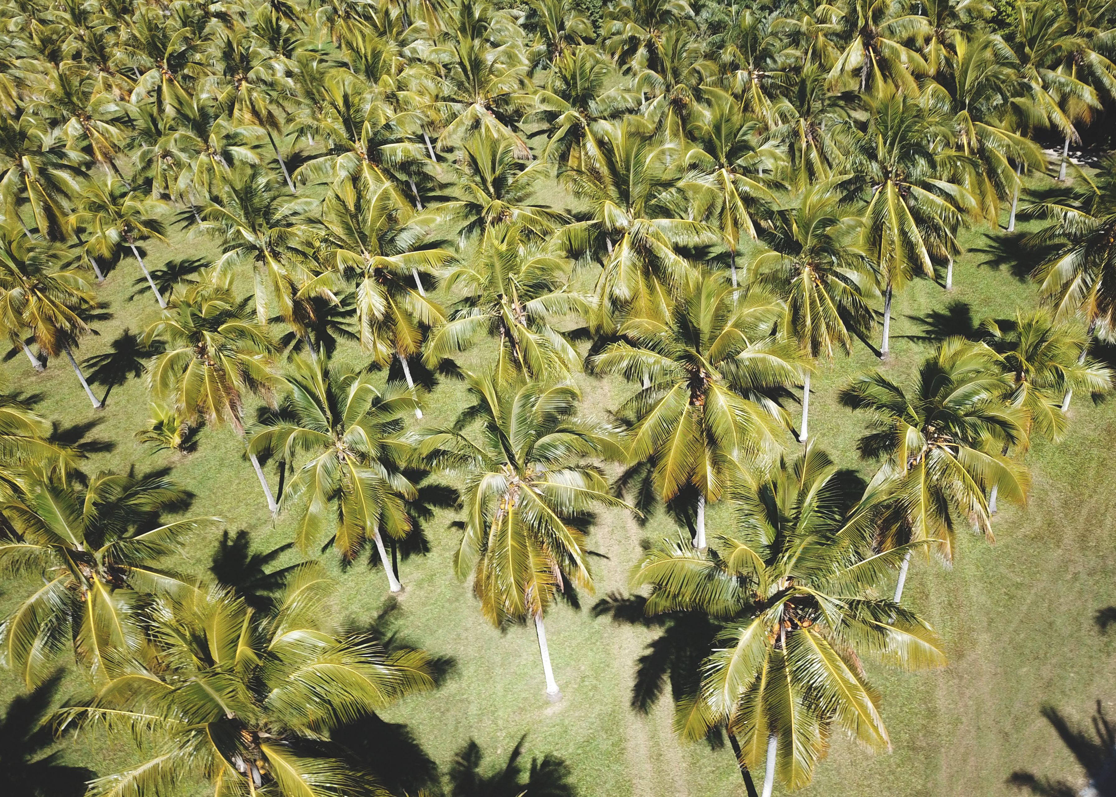 Texture Cannabis Photos, Download The BEST Free Texture Cannabis Stock ...