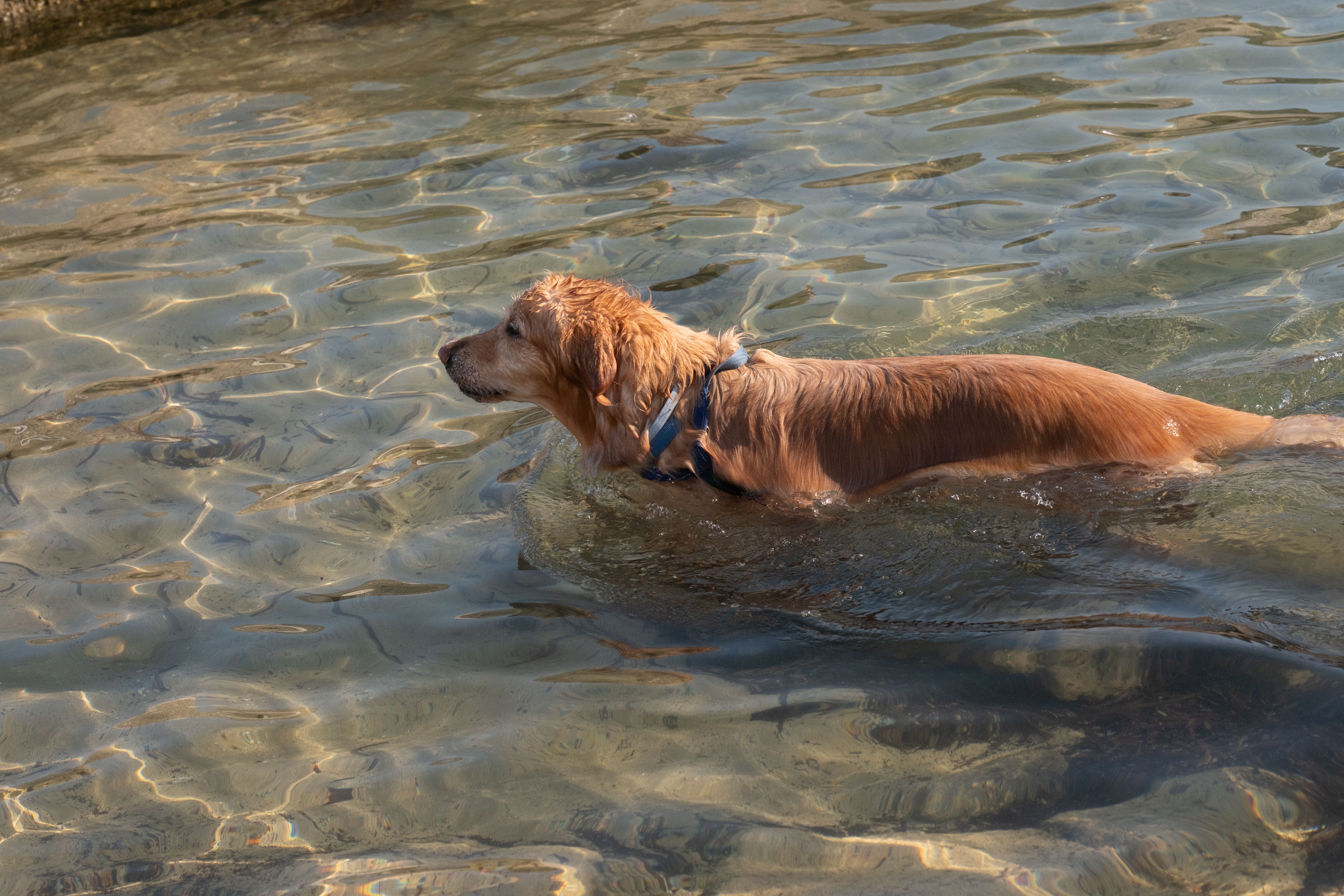 A dog swimming in the water with a leash · Free Stock Photo