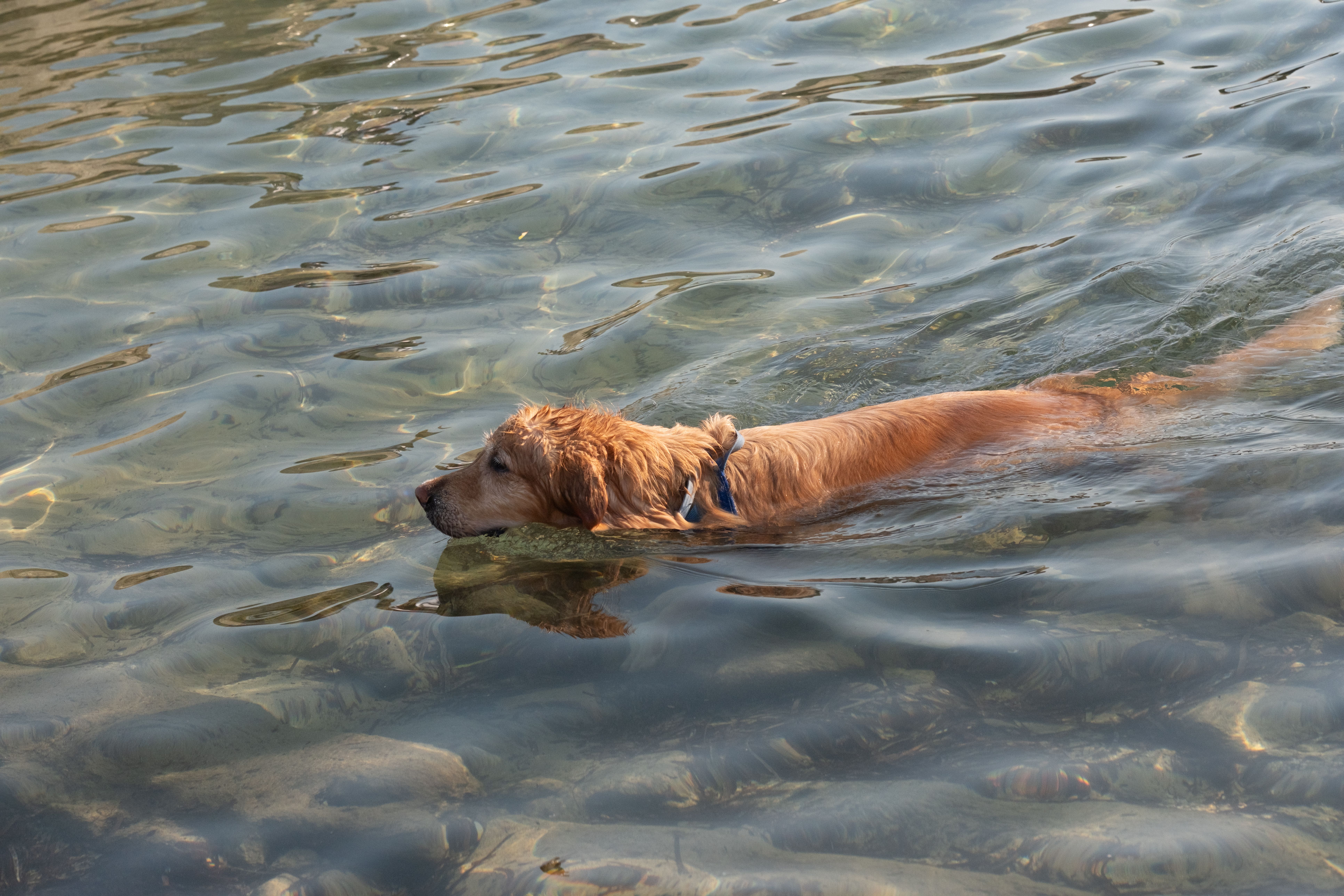 A dog swimming in the water with a leash · Free Stock Photo