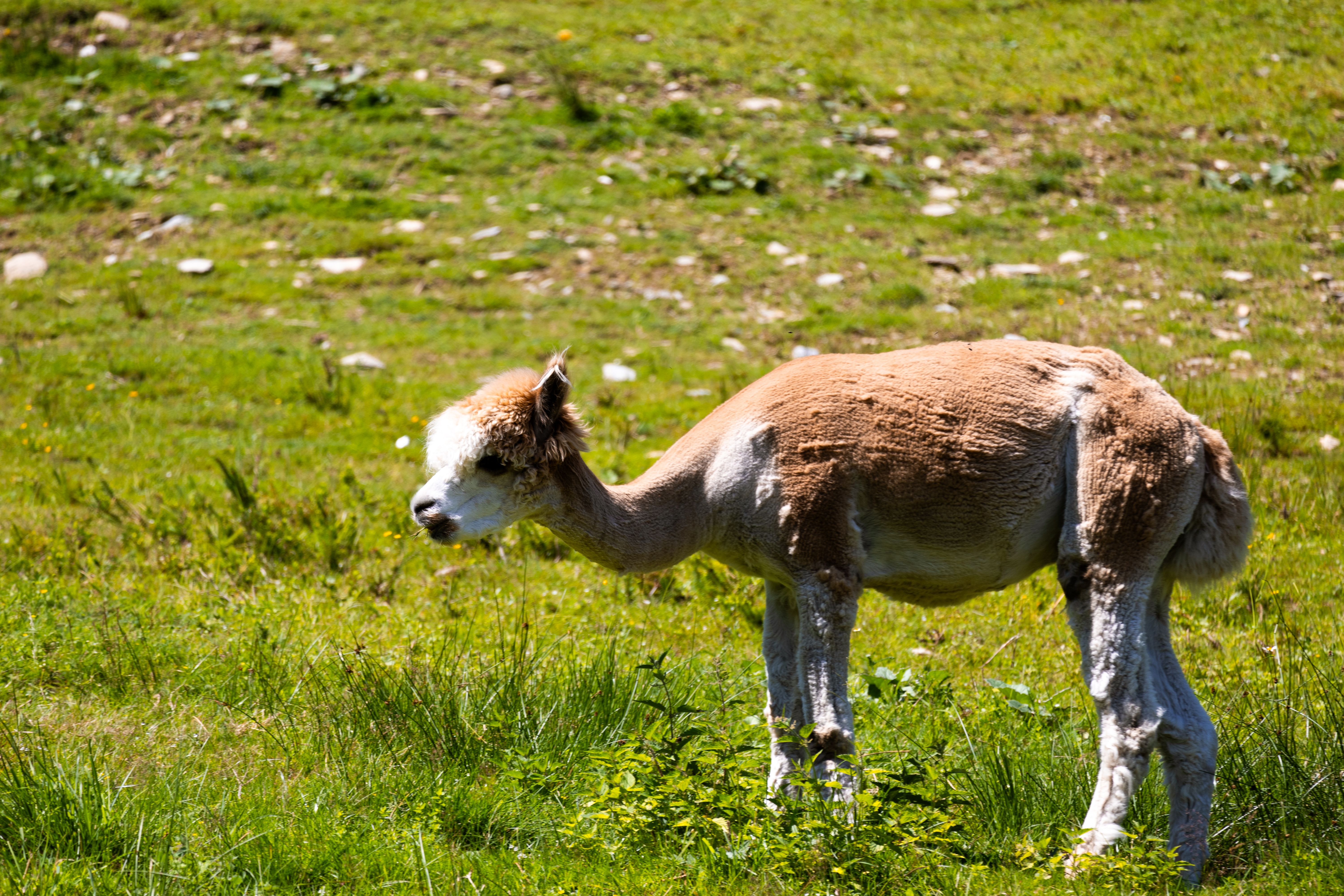 A llama standing in a field with grass and trees · Free Stock Photo