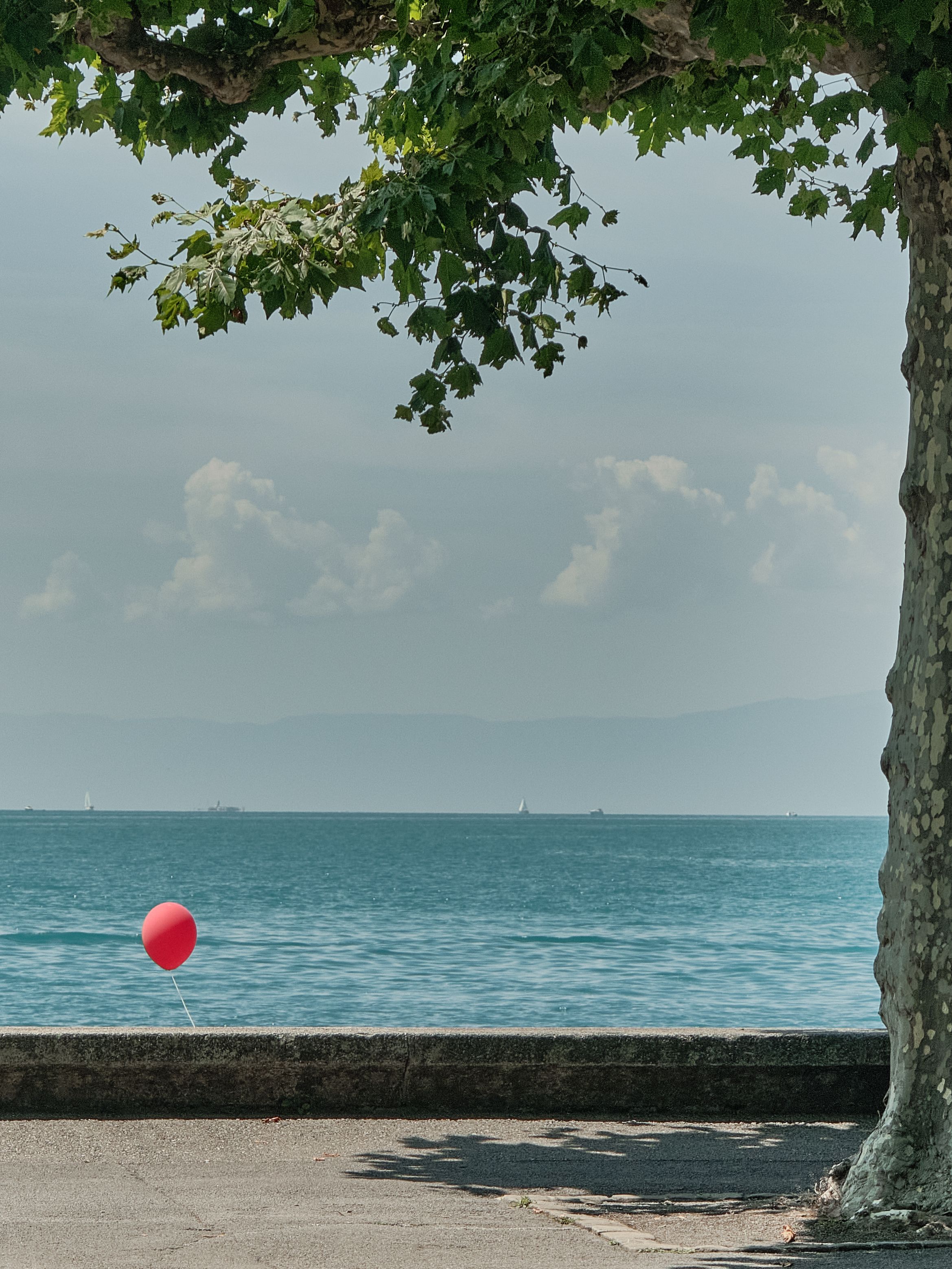 Tree on a Seacoast · Free Stock Photo