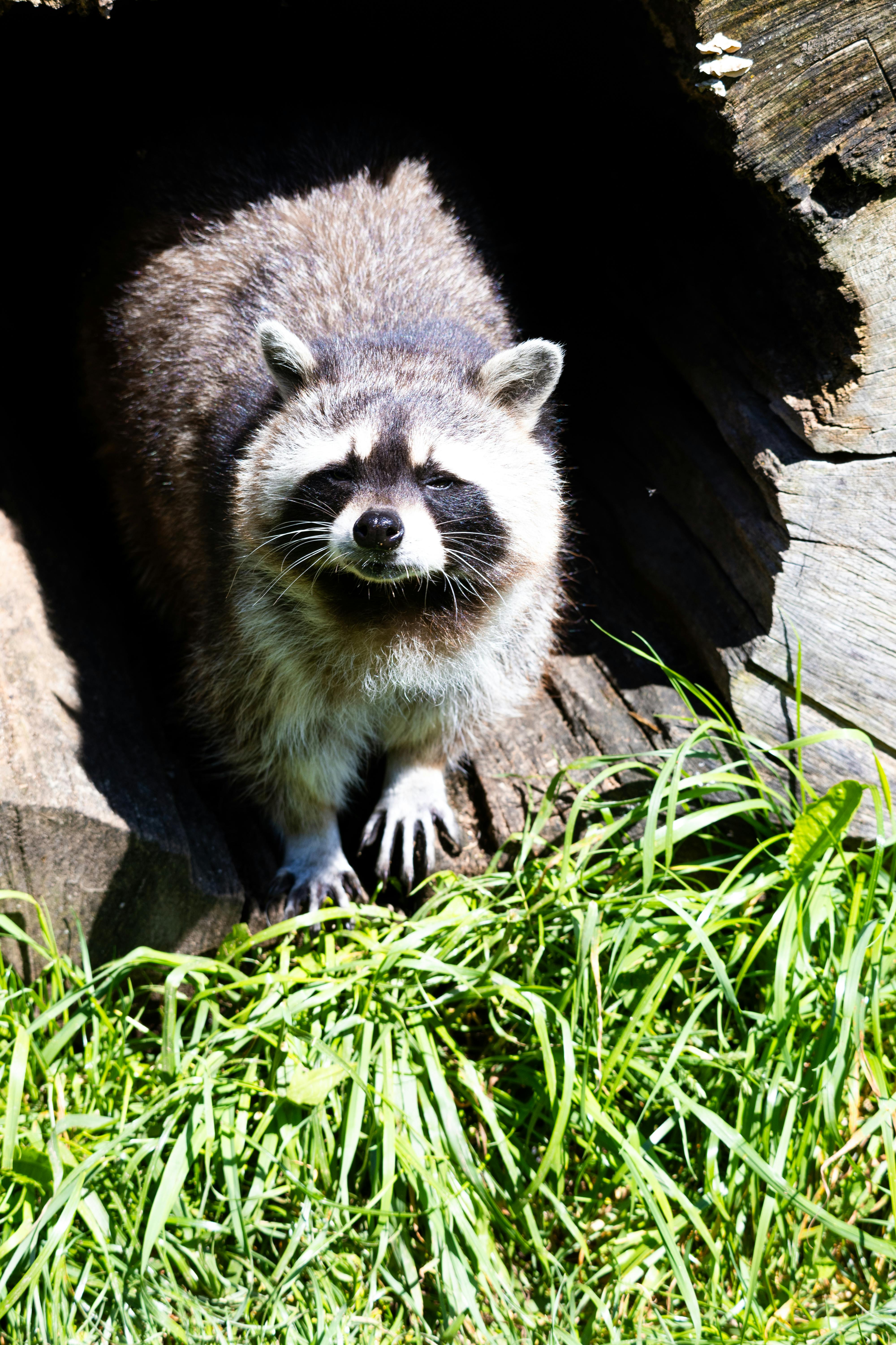 Free Mascot Photos, Download The BEST Free Free Mascot Stock Photos ...