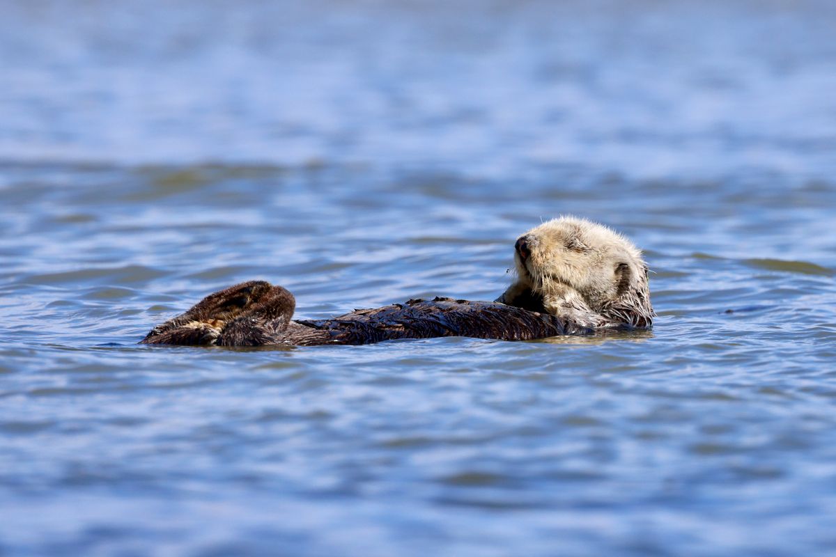 Southern River Otter: Fun Facts and Habitat Guide