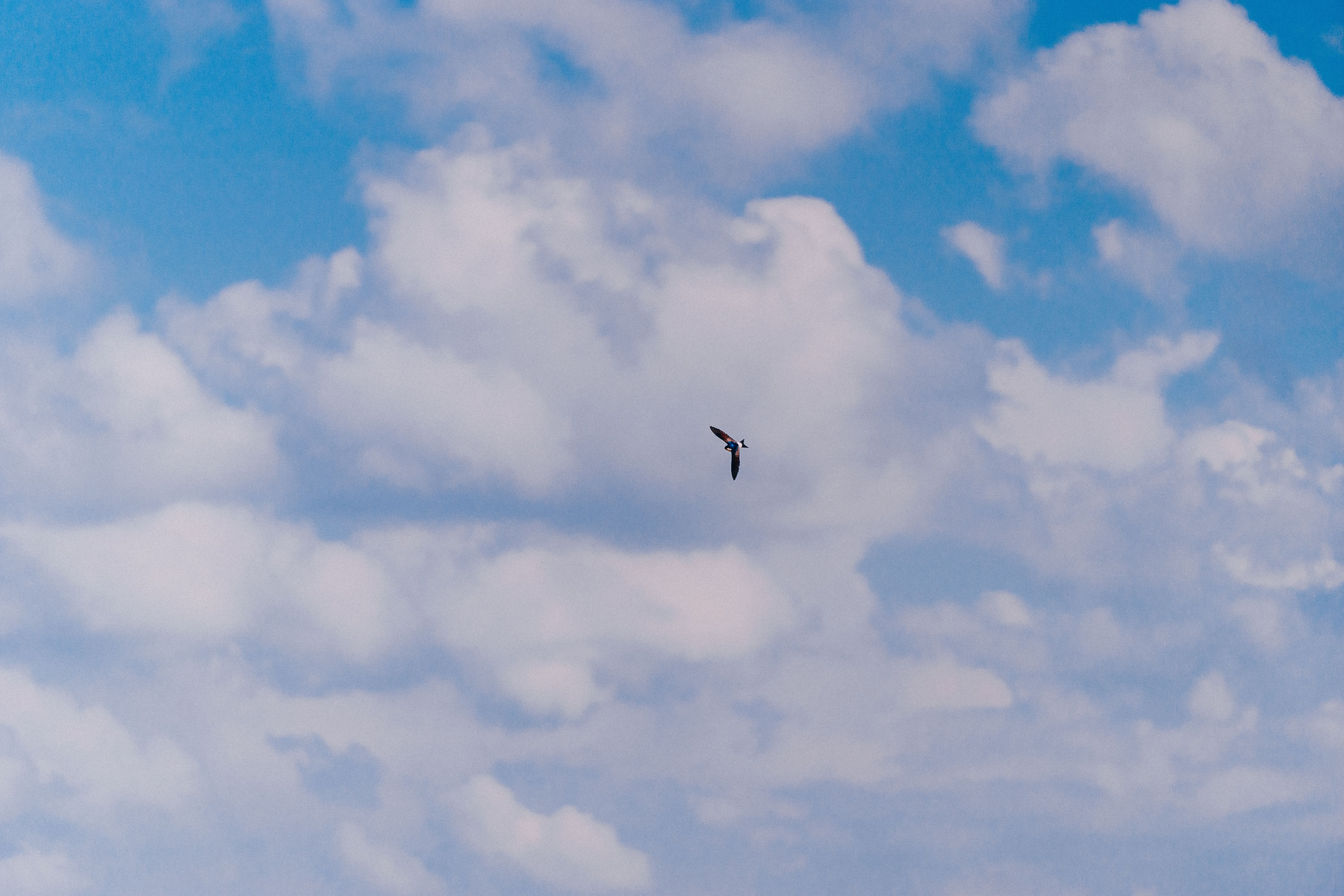 Bird Flying in the Sky · Free Stock Photo