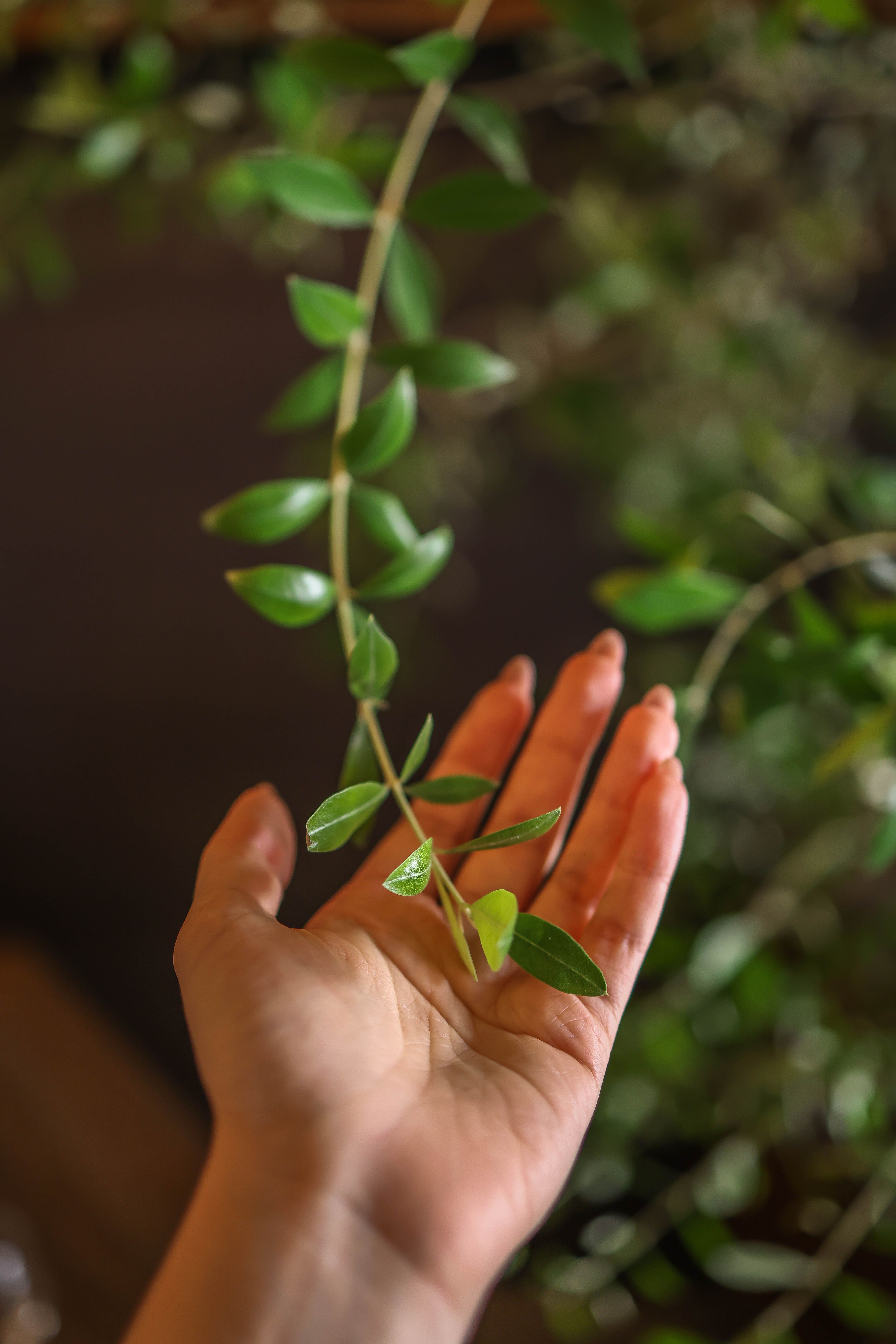 Branch on Woman Hand · Free Stock Photo