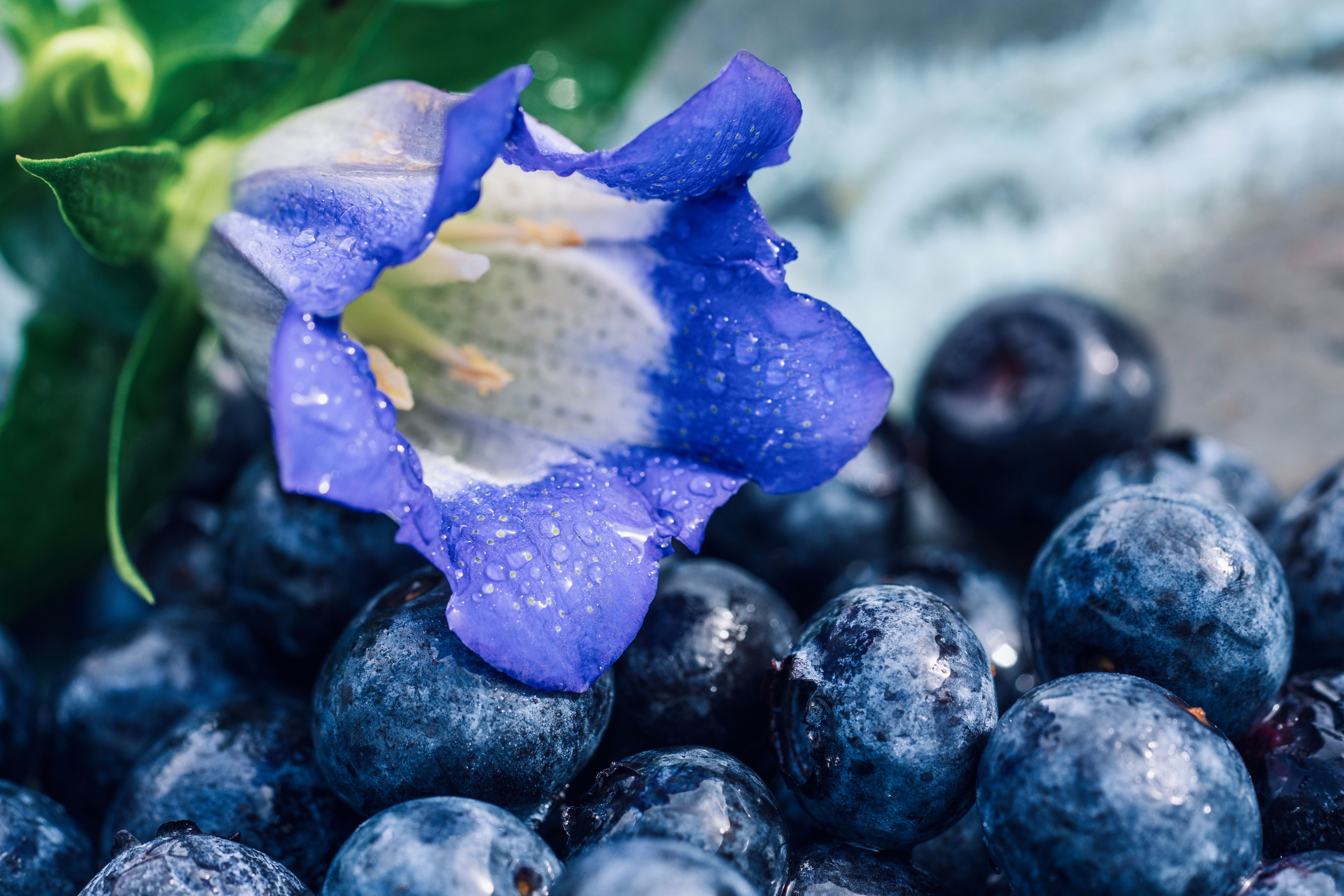 Blueberries and a flower in a bowl of blueberries · Free Stock Photo