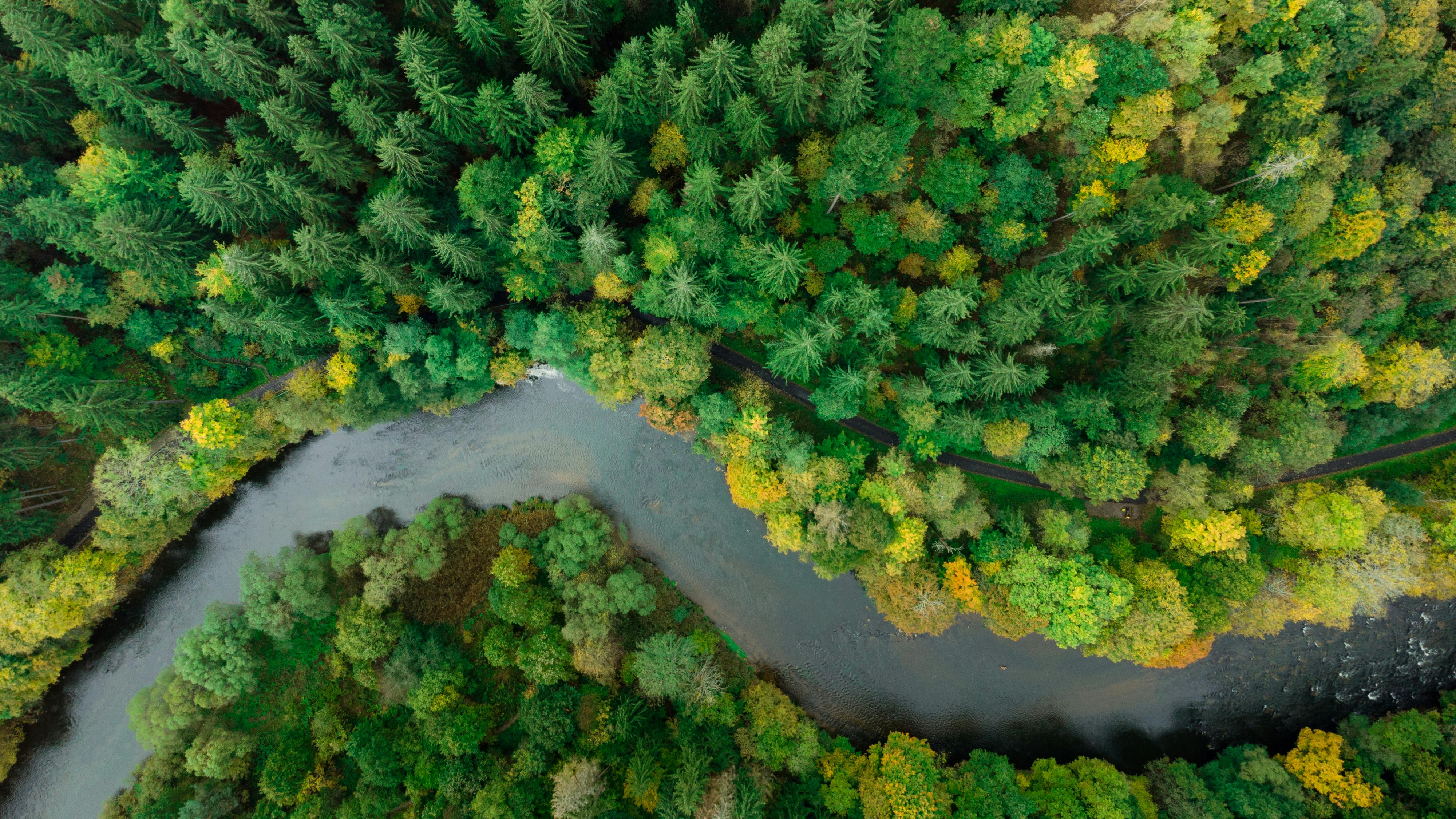 Birds Eye View of River and Deep Forest · Free Stock Photo