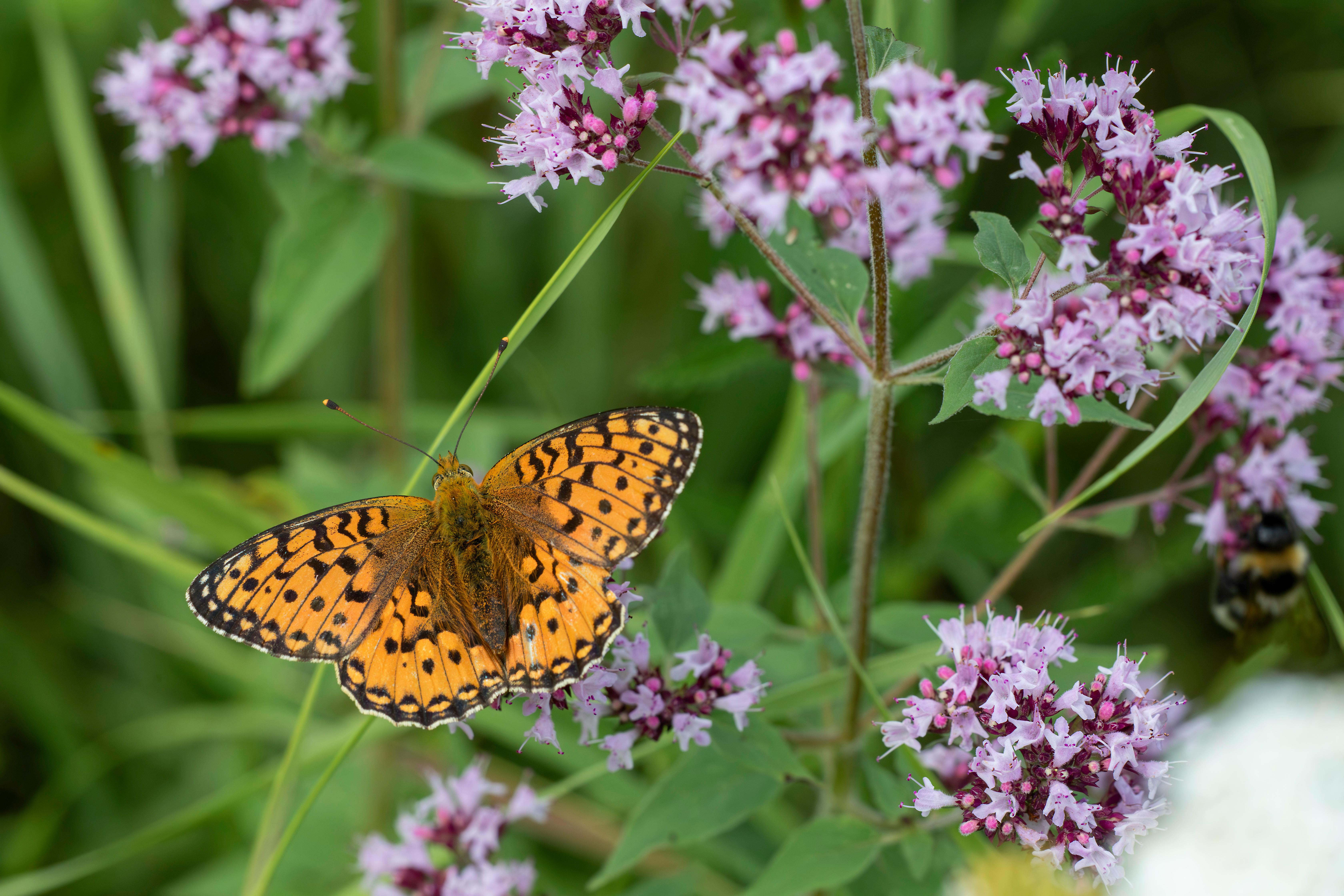 Small black butterfly on blooming flower · Free Stock Photo