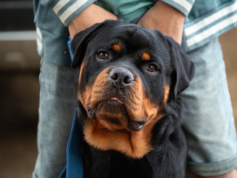 Rottweiler Dog Photos, Download The BEST Free Rottweiler Dog Stock ...