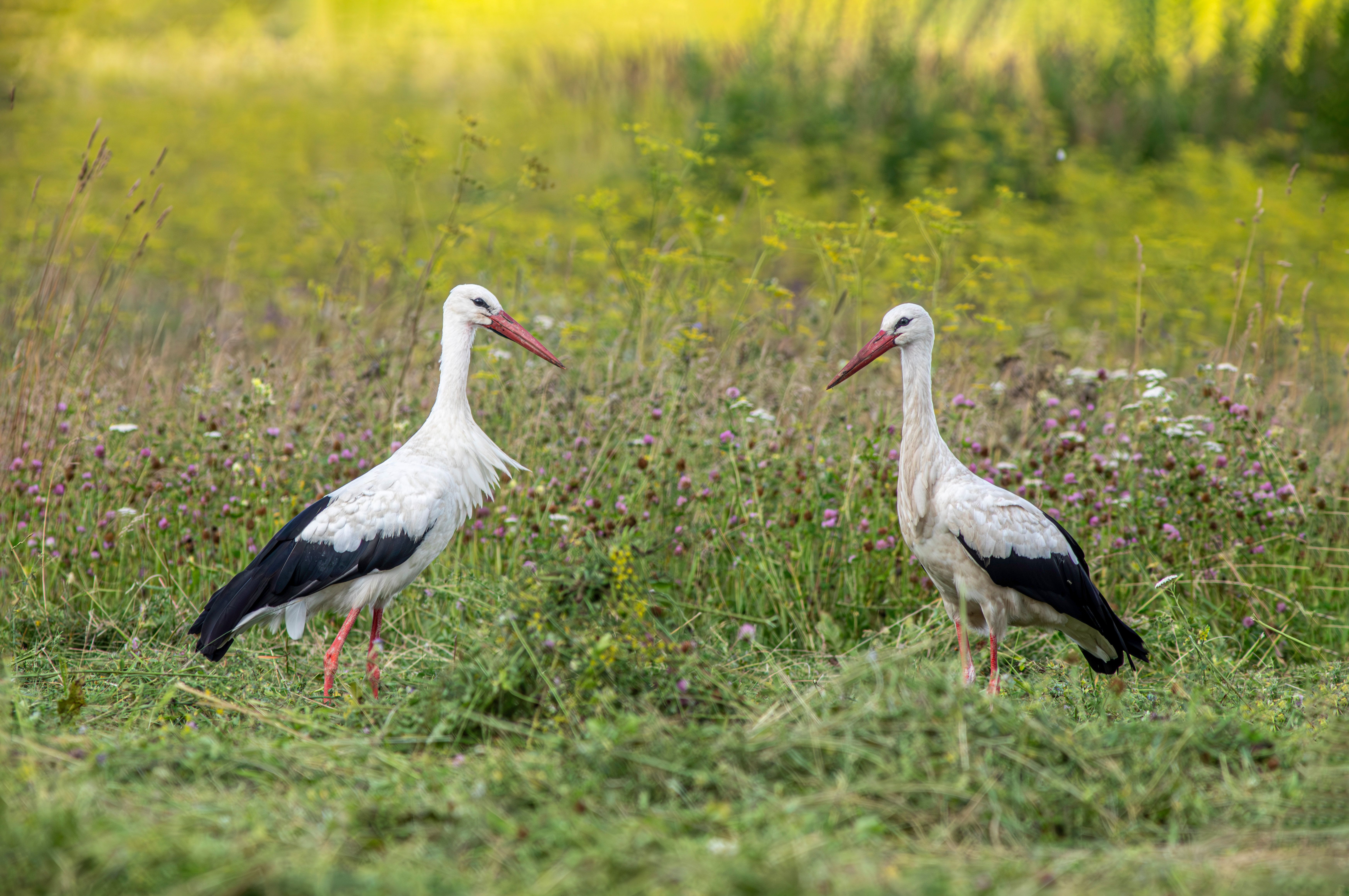 Two White Storks Standing in a Meadow · Free Stock Photo