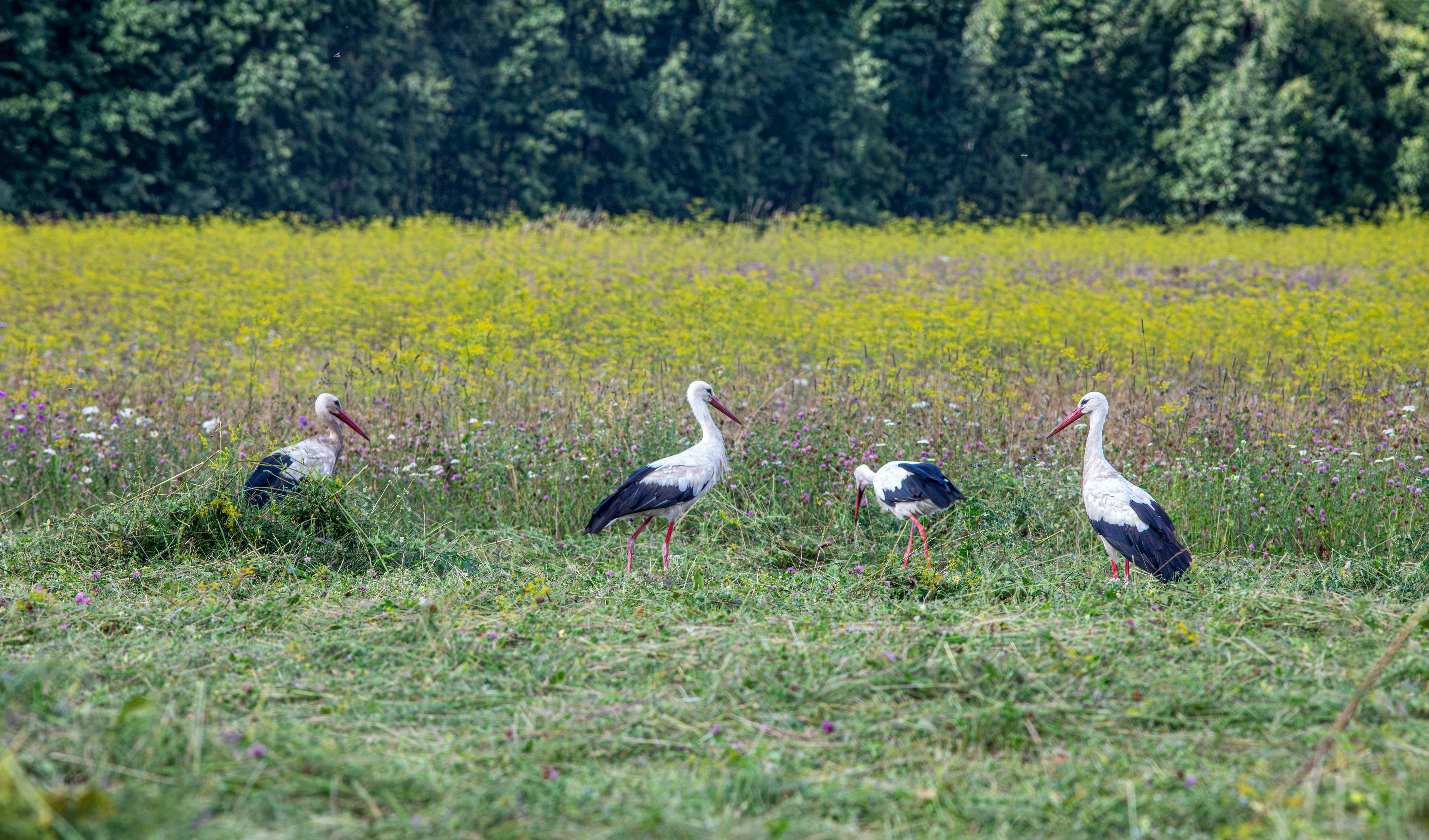 A group of storks standing in a field · Free Stock Photo