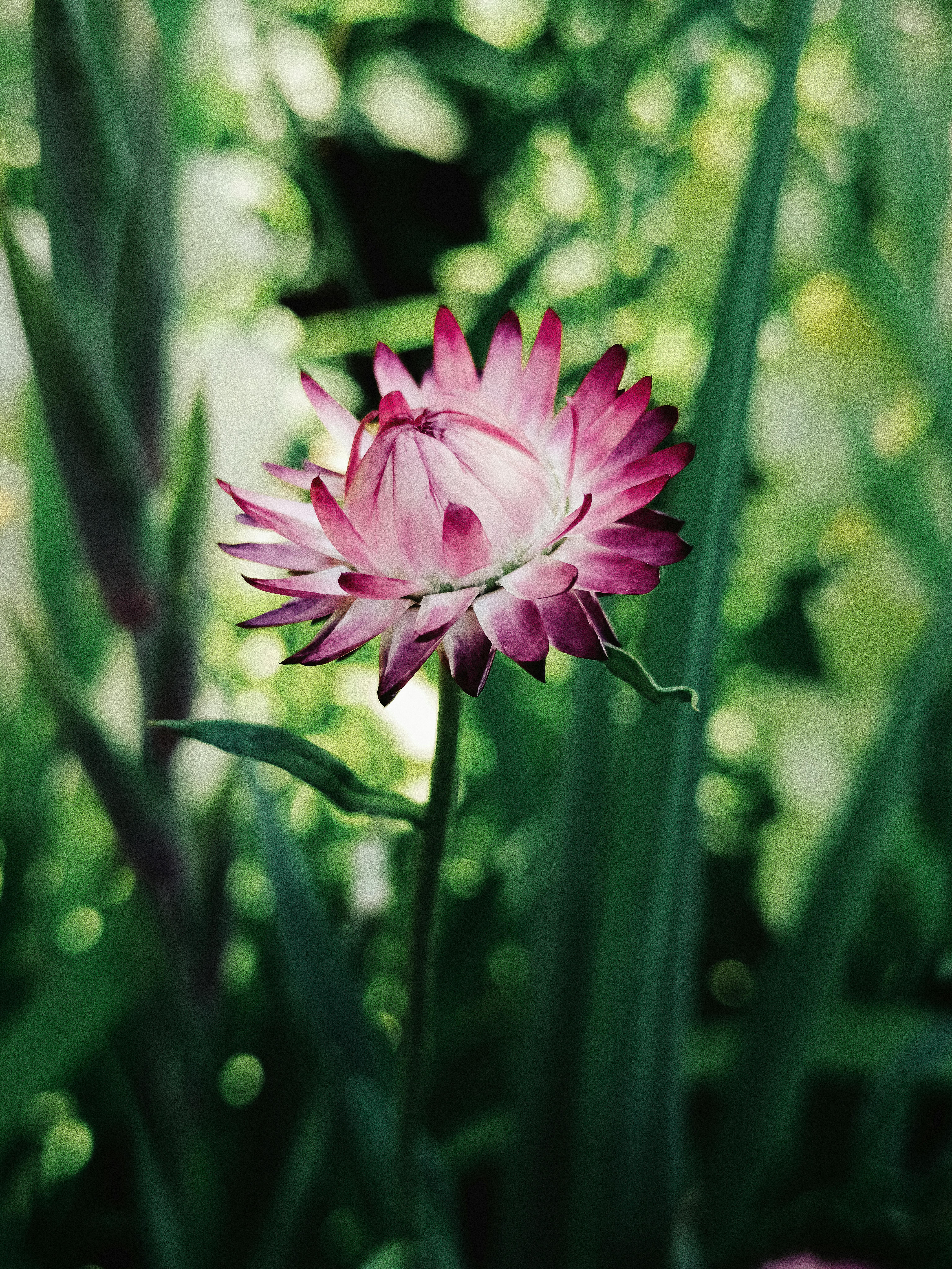 Strawflower Silvery Rose · Free Stock Photo