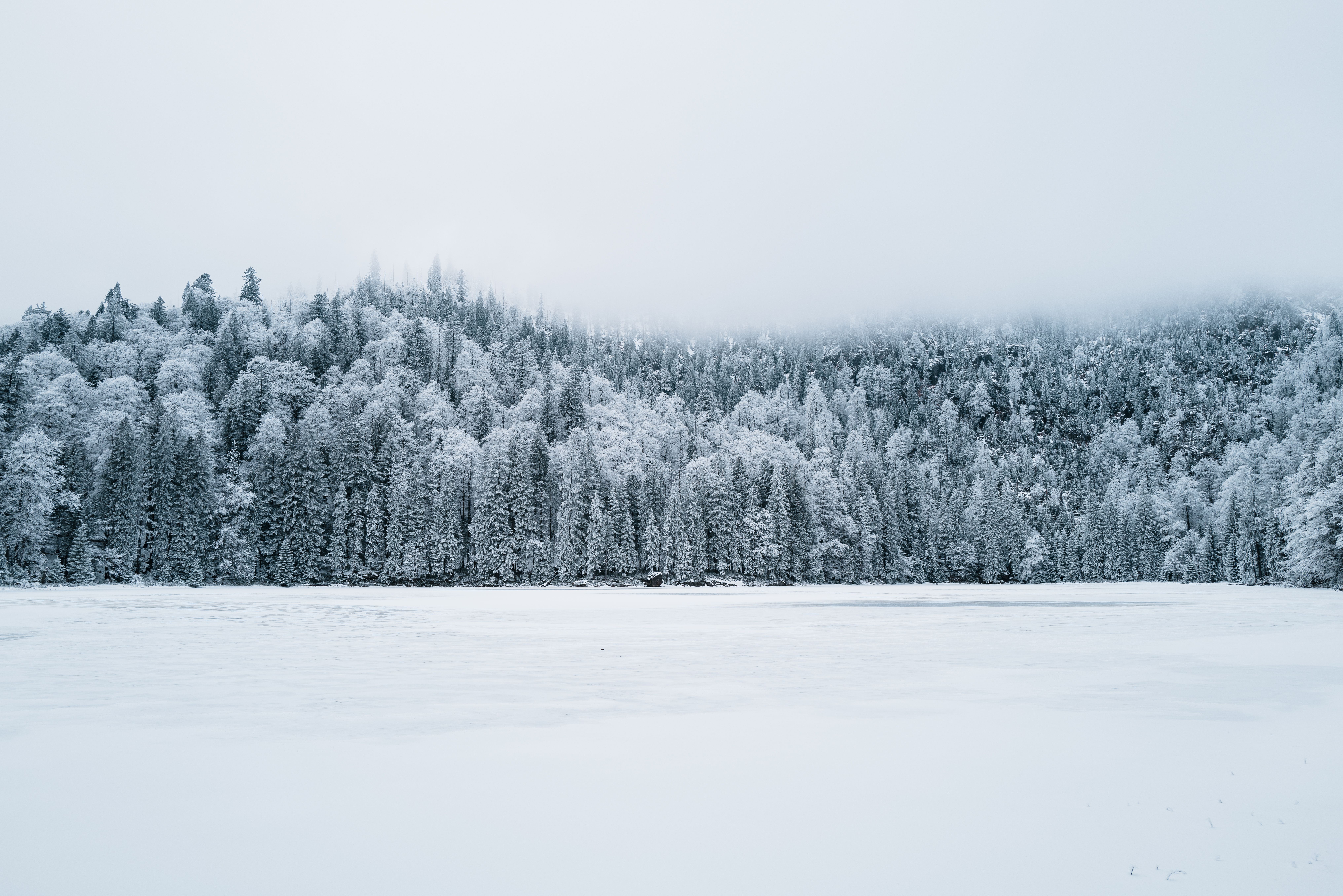 Frozen Lake Trees Free Stock Photo Of Frozen Lake Surrounded By Snow