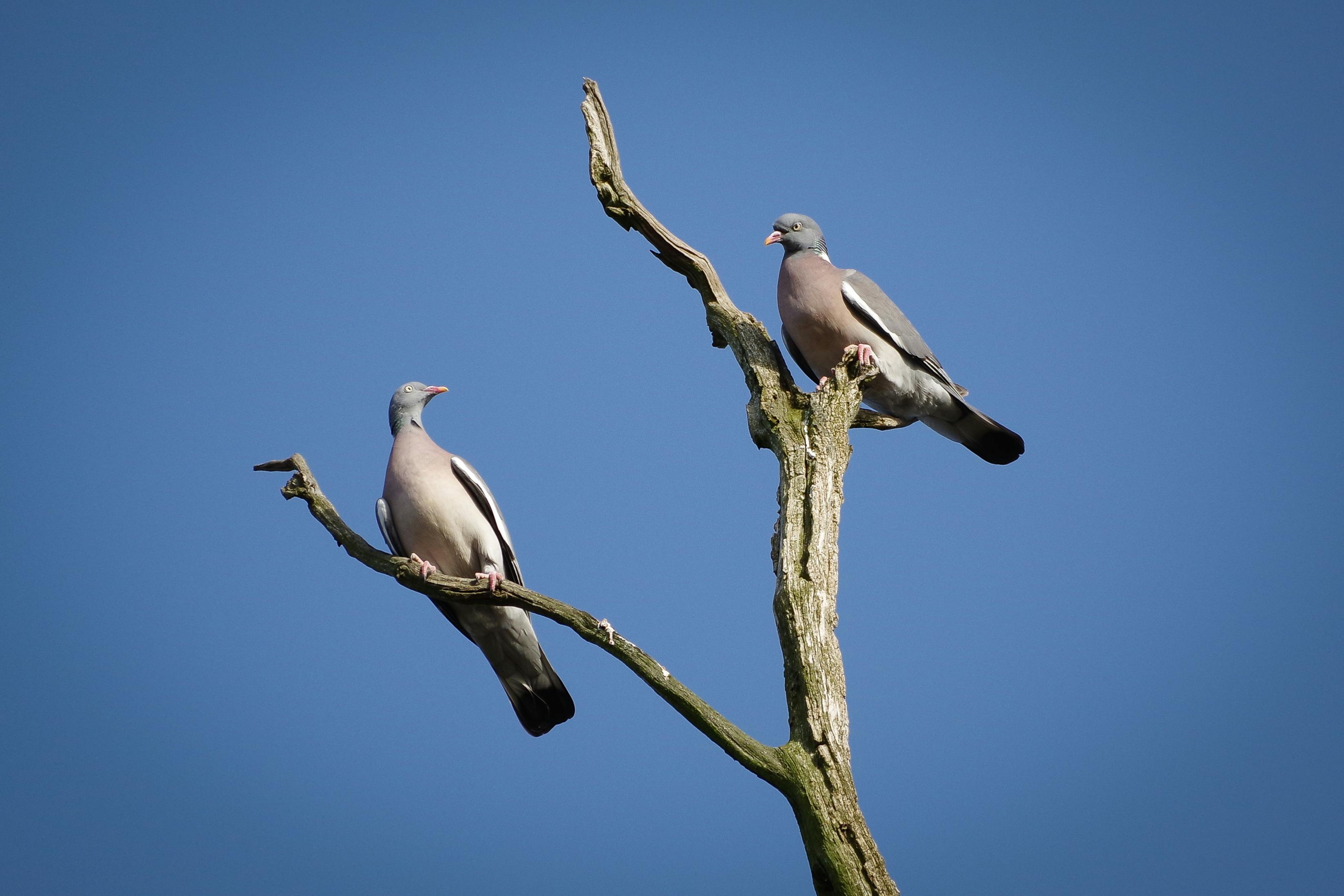 Pigeons on Withered Tree · Free Stock Photo