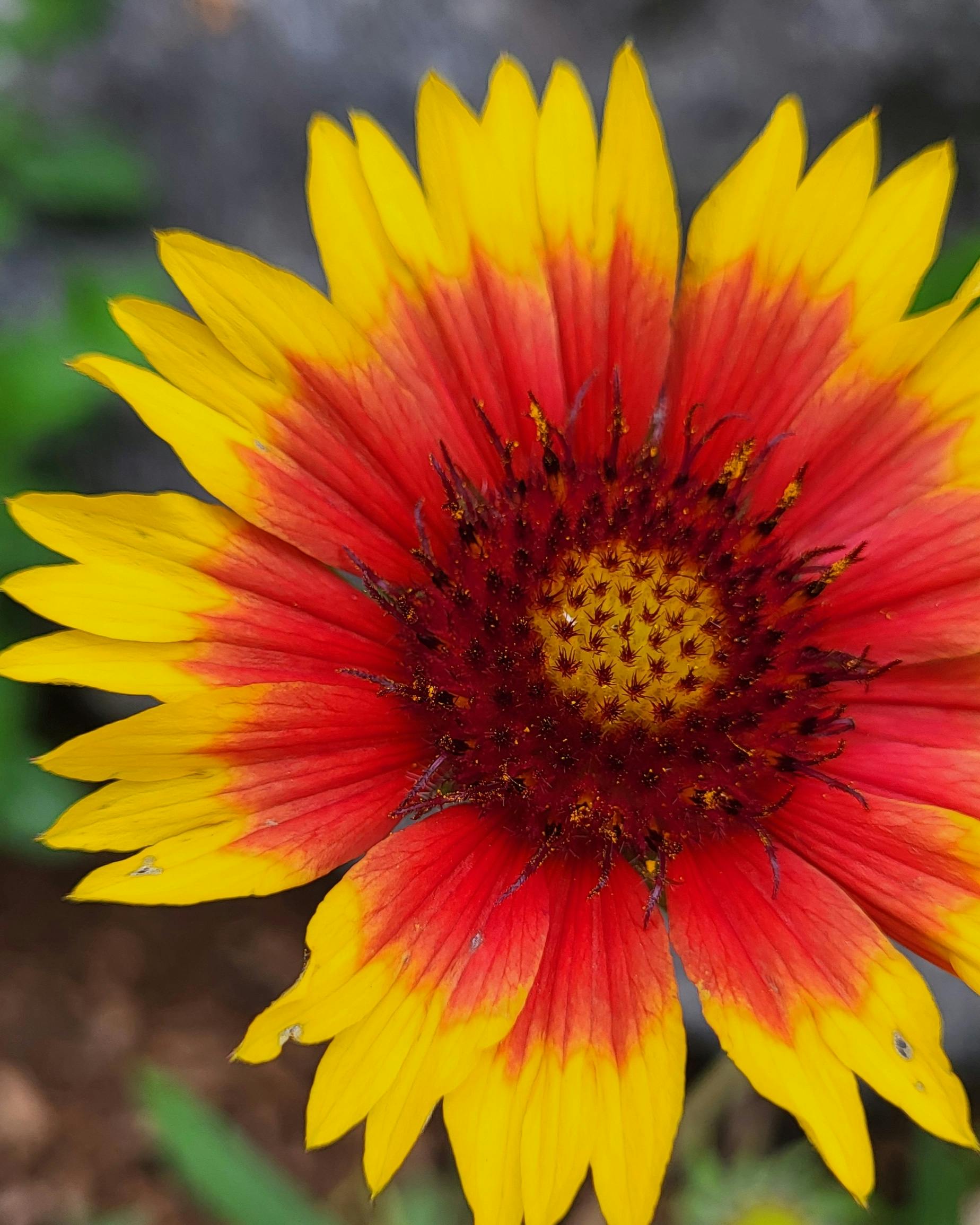 Close-up of a Firewheel Flower · Free Stock Photo