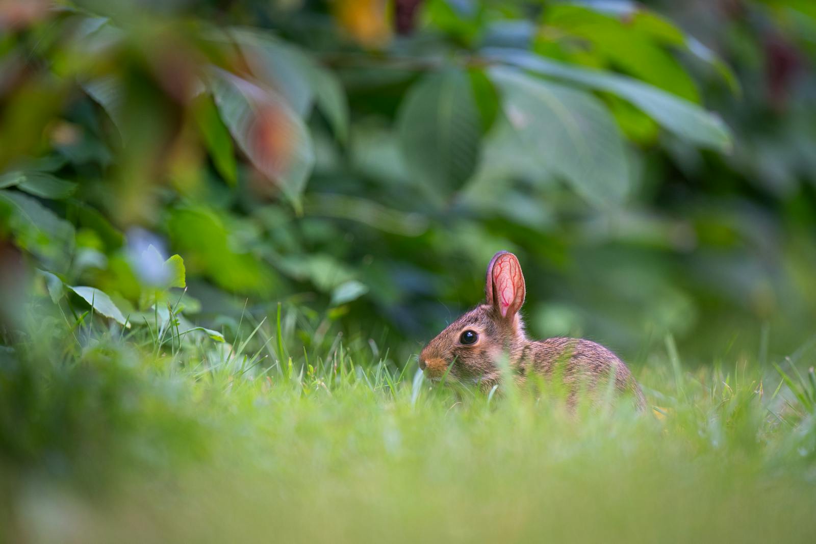 Cute Rabbit Photos, Download The BEST Free Cute Rabbit Stock Photos ...