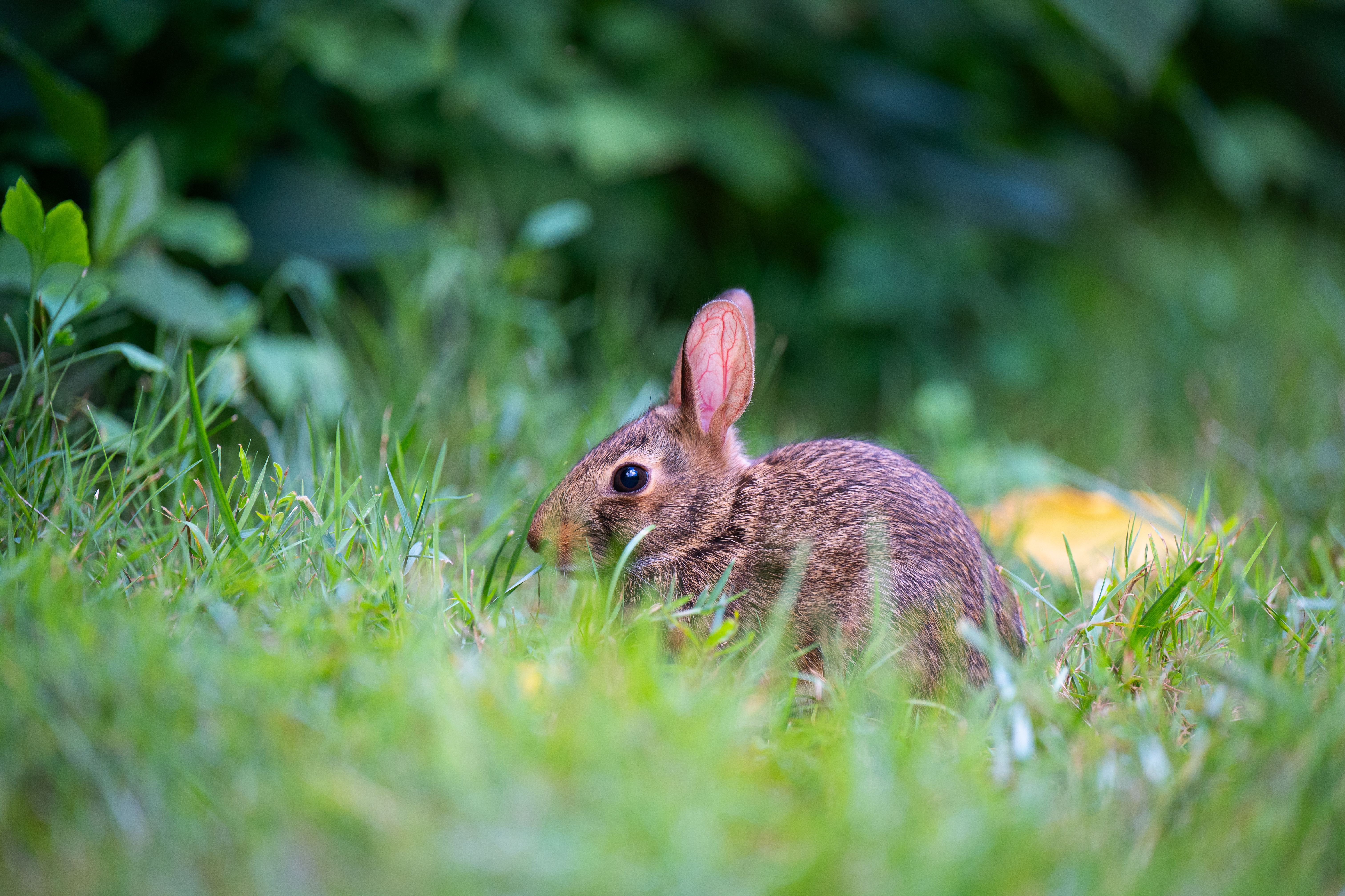 A small rabbit sitting in the grass near some trees · Free Stock Photo