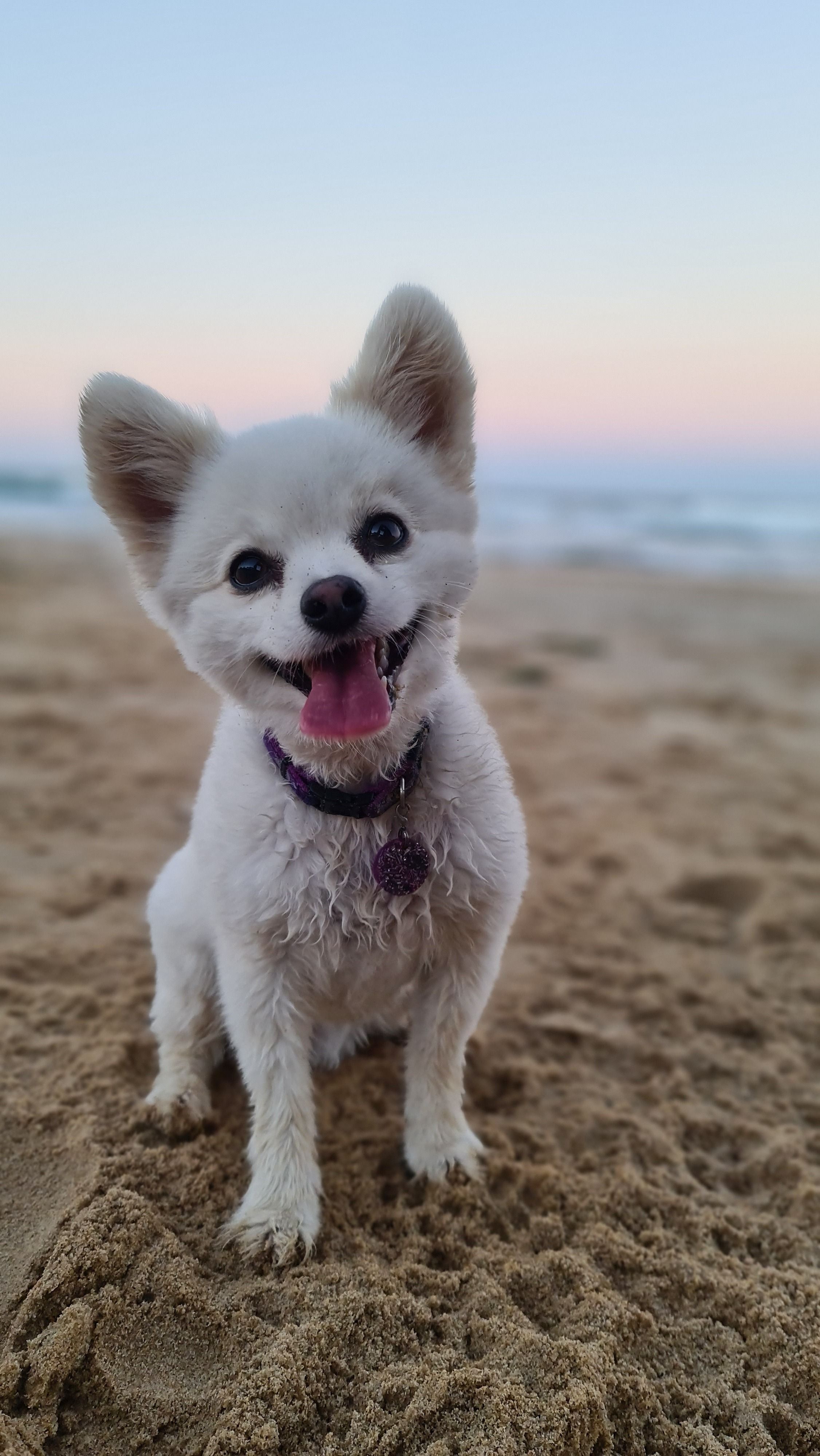 Dog Sitting on a Beach · Free Stock Photo