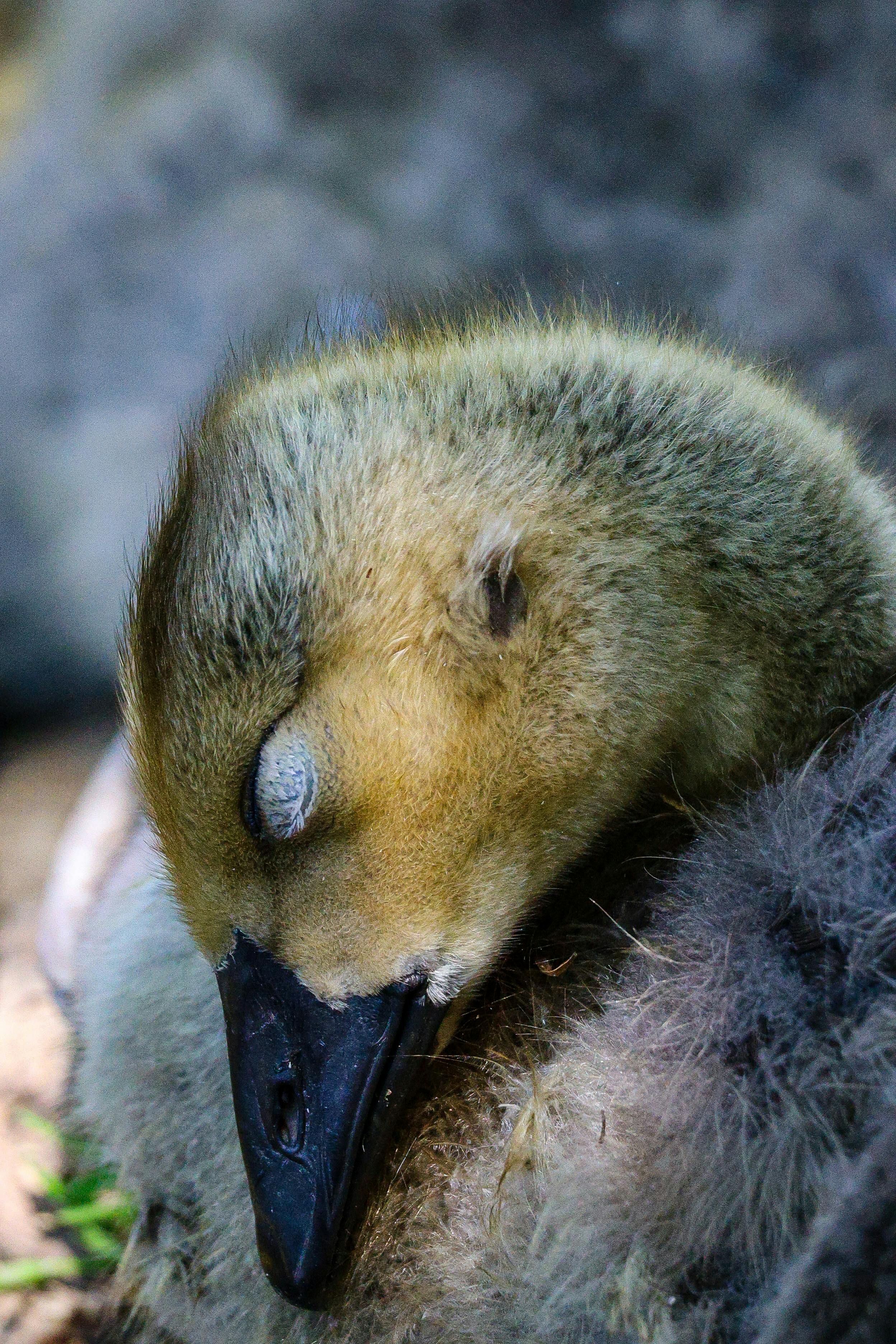 Sleep Head Down Photos, Download The BEST Free Sleep Head Down Stock ...