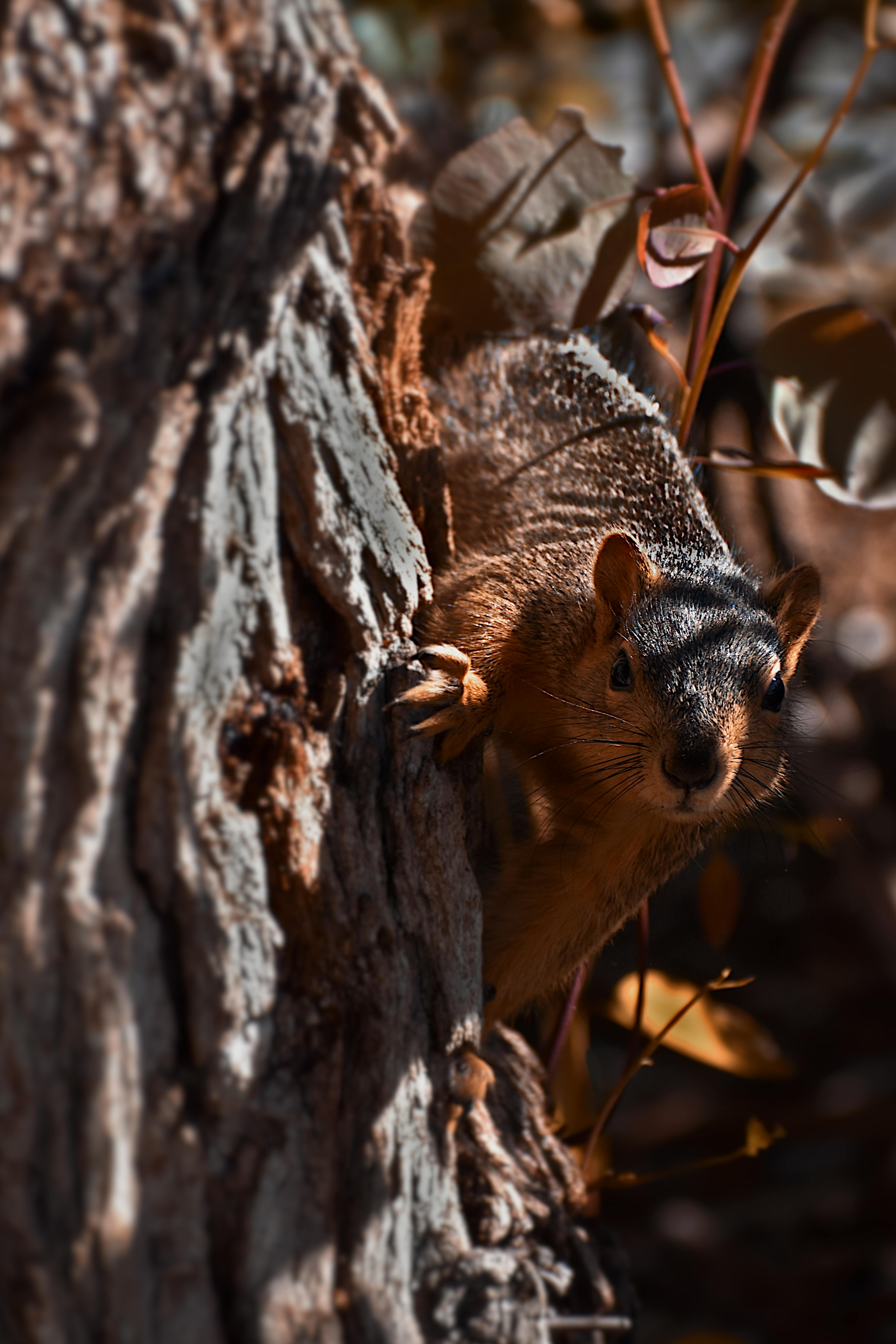 Little Tree Man · Free Stock Photo