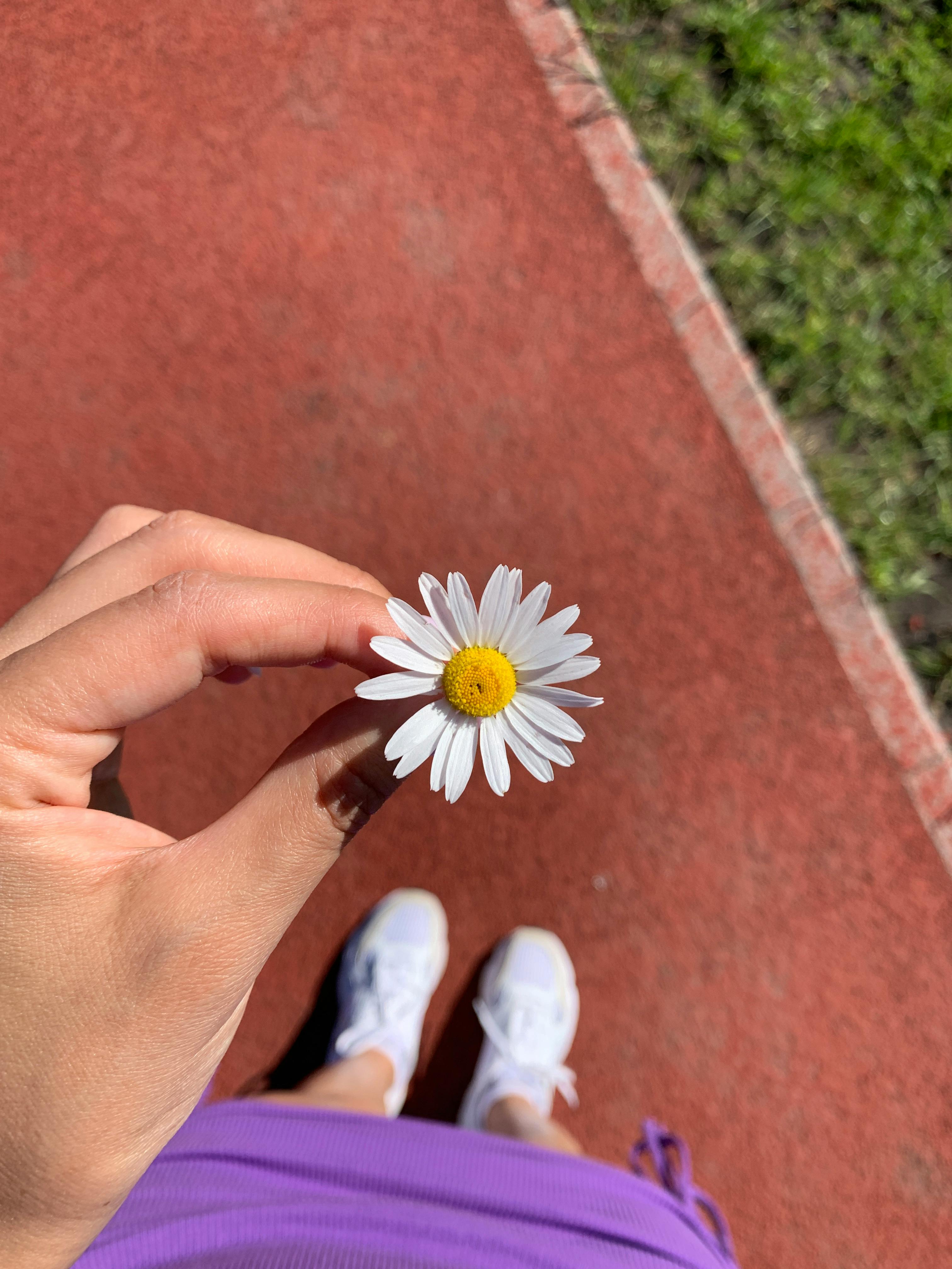 Person Holding White Daisy Flower · Free Stock Photo