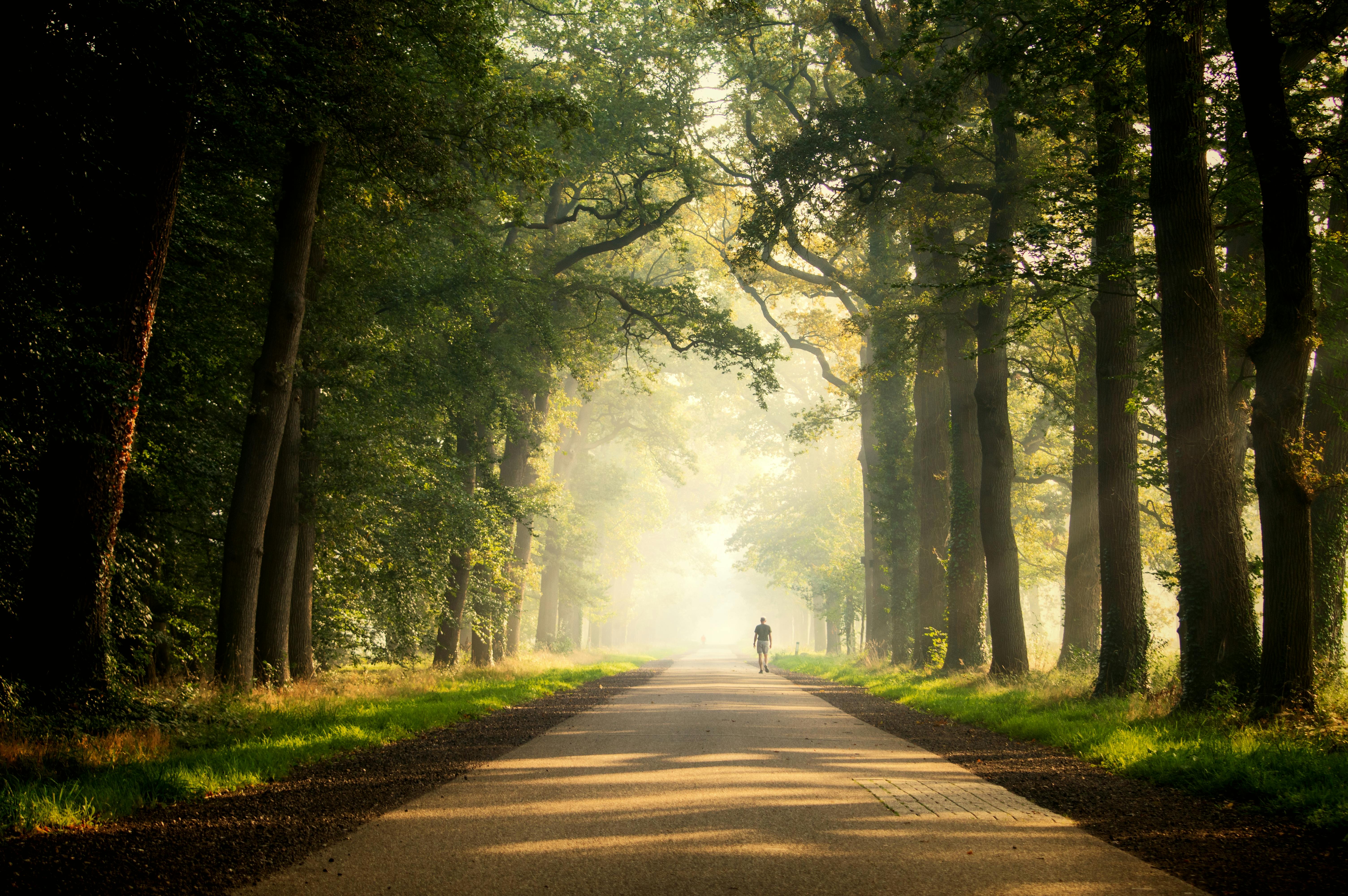 Trees With Pathway · Free Stock Photo