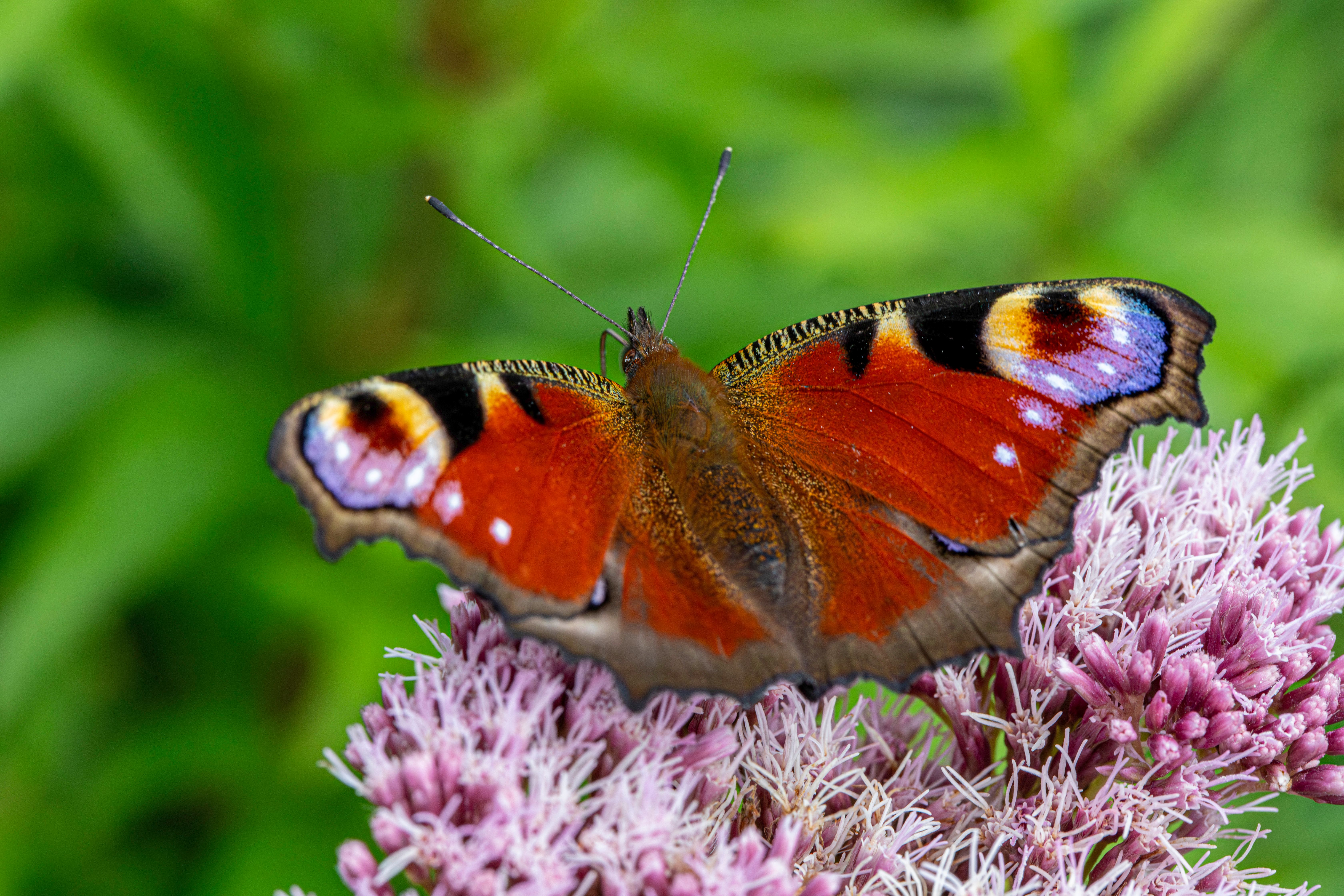 100 000+ Alimentation Papillon Paon banque d’images et photos libres de ...